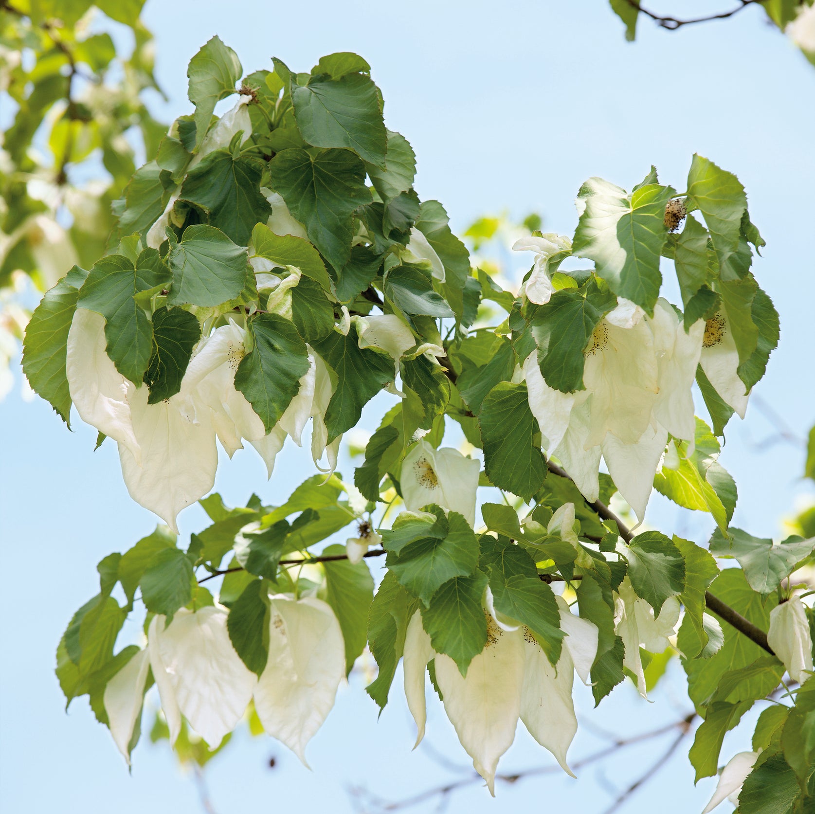 Davidia involucrata (2 Litre) — Plants2Gardens