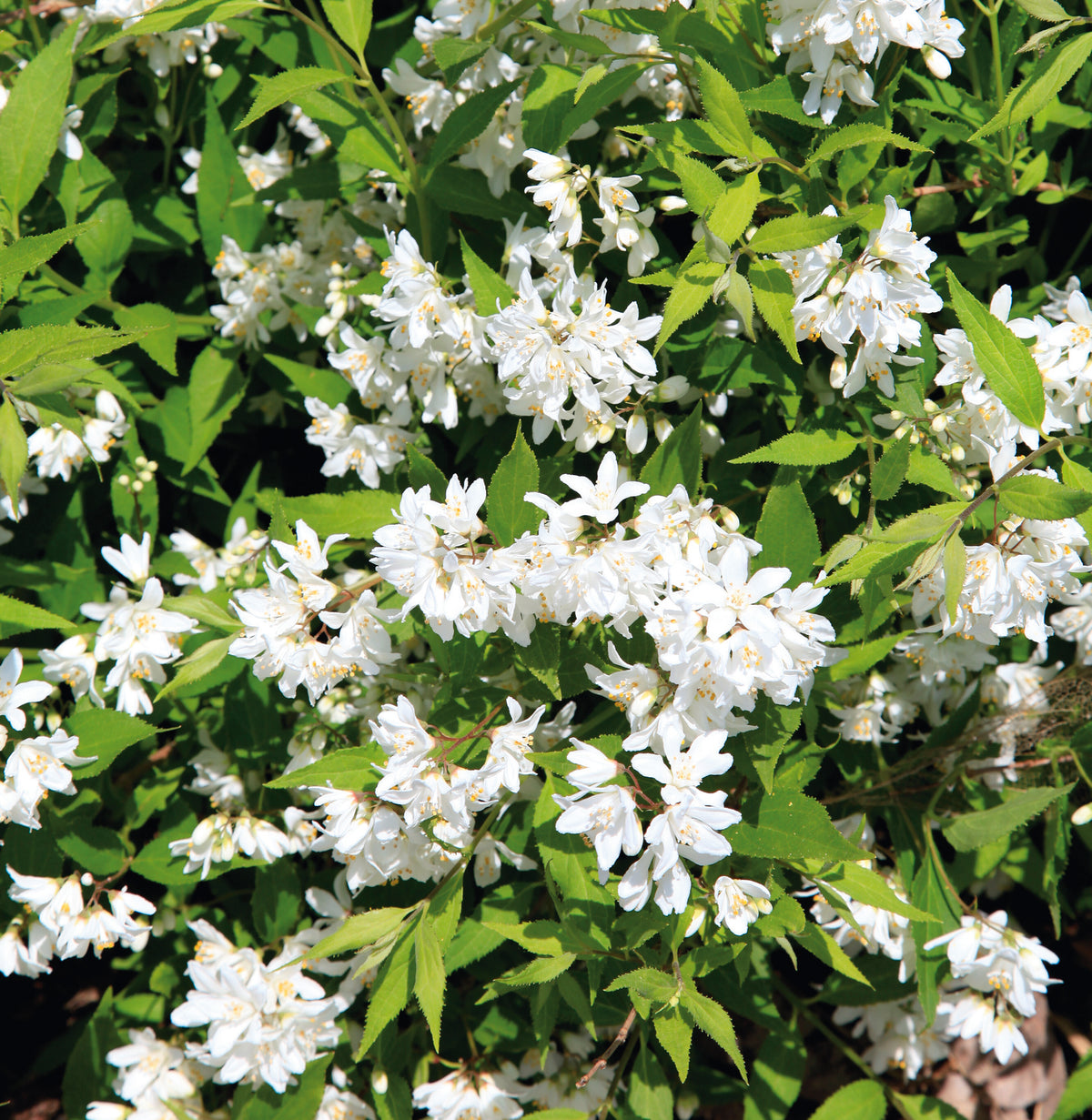 Deutzia Snowlfake (4.5 Litre) - Order Today For Only £32 — Plants2Gardens