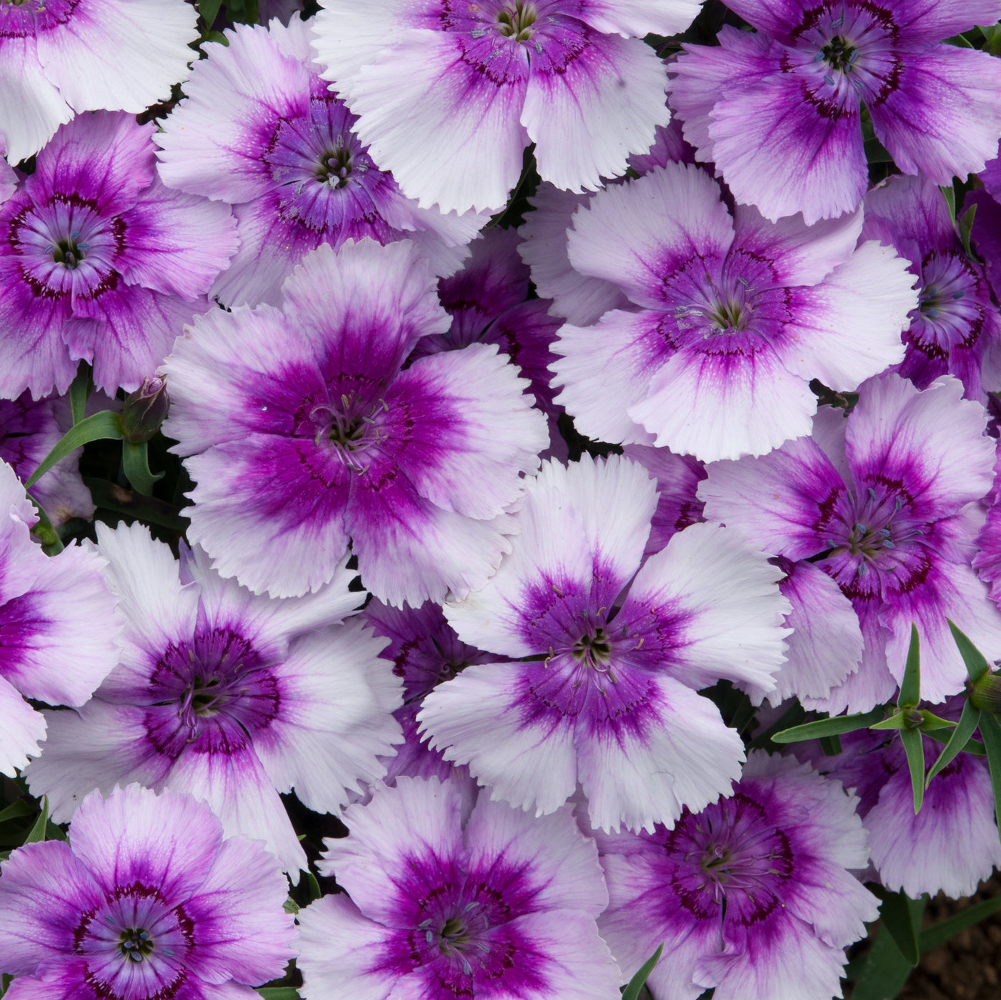 Dianthus Coronet Collection (6 x 6cm) — Plants2Gardens