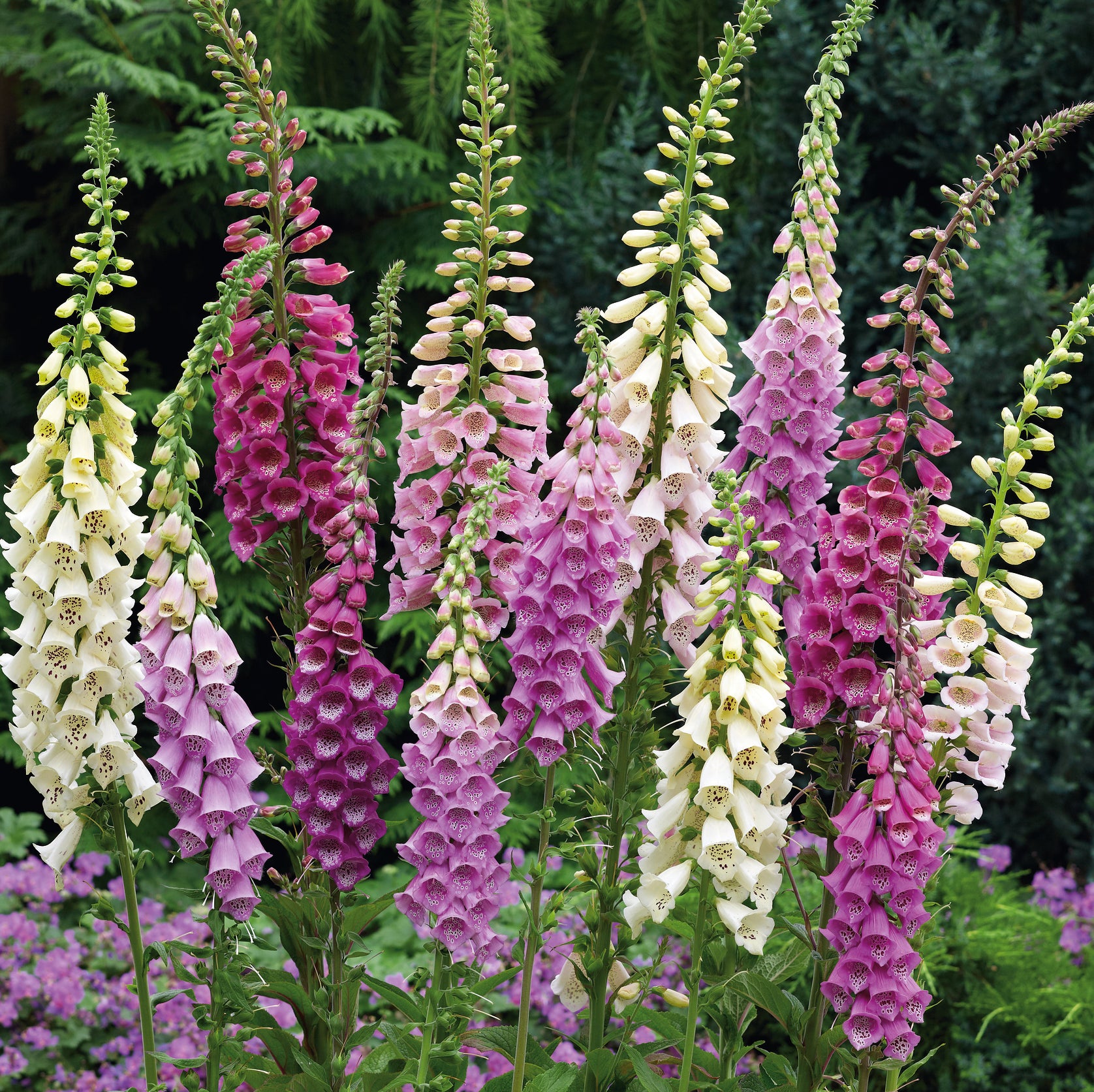 Digitalis Foxybee Collection (6 x 6cm) Dispatches 13 April 2026 — Plants2Gardens
