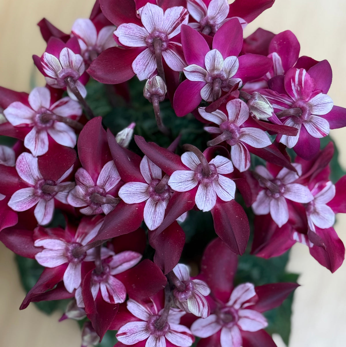 Buy Cyclamen Djix Wine Red Online for Only £16.00 — Plants2Gardens