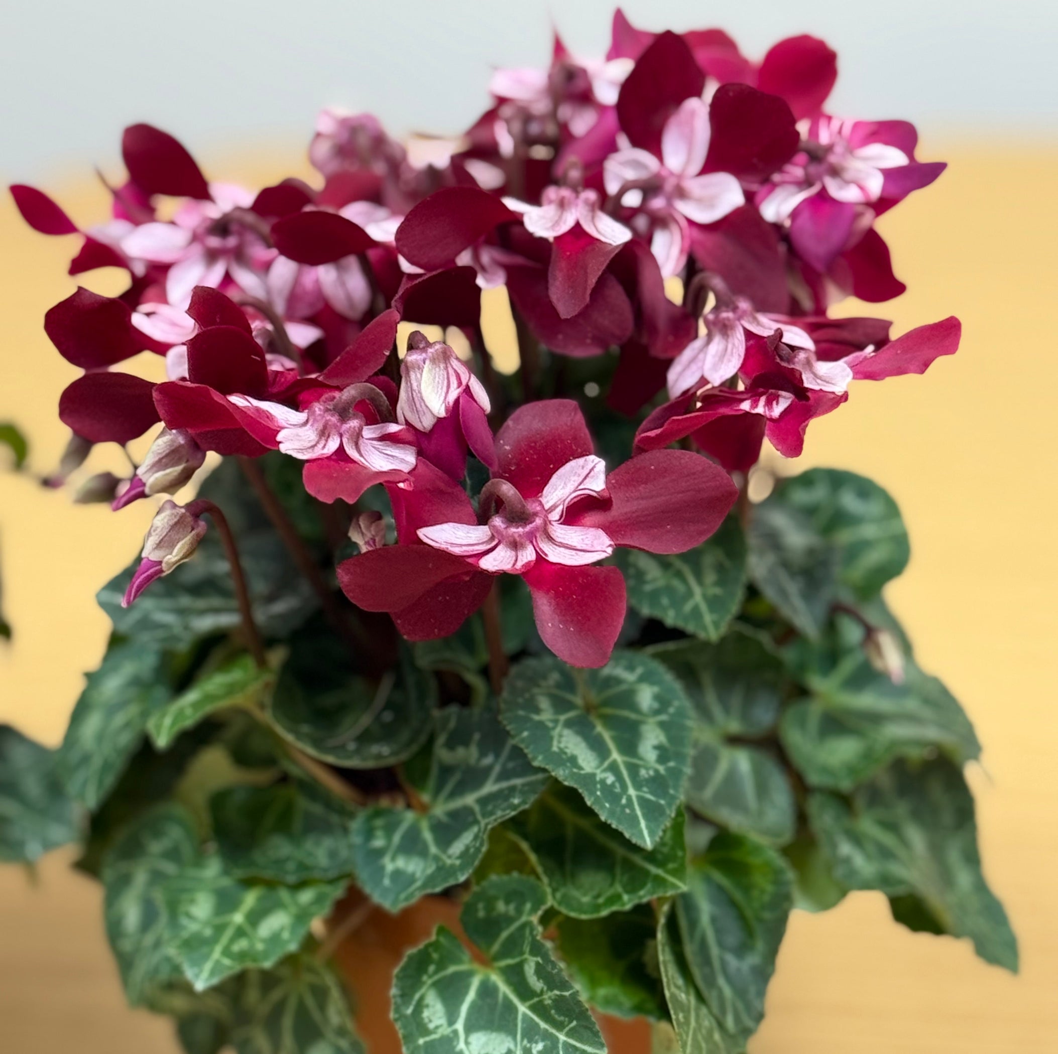 Buy Cyclamen Djix Wine Red Online for Only £16.00 — Plants2Gardens