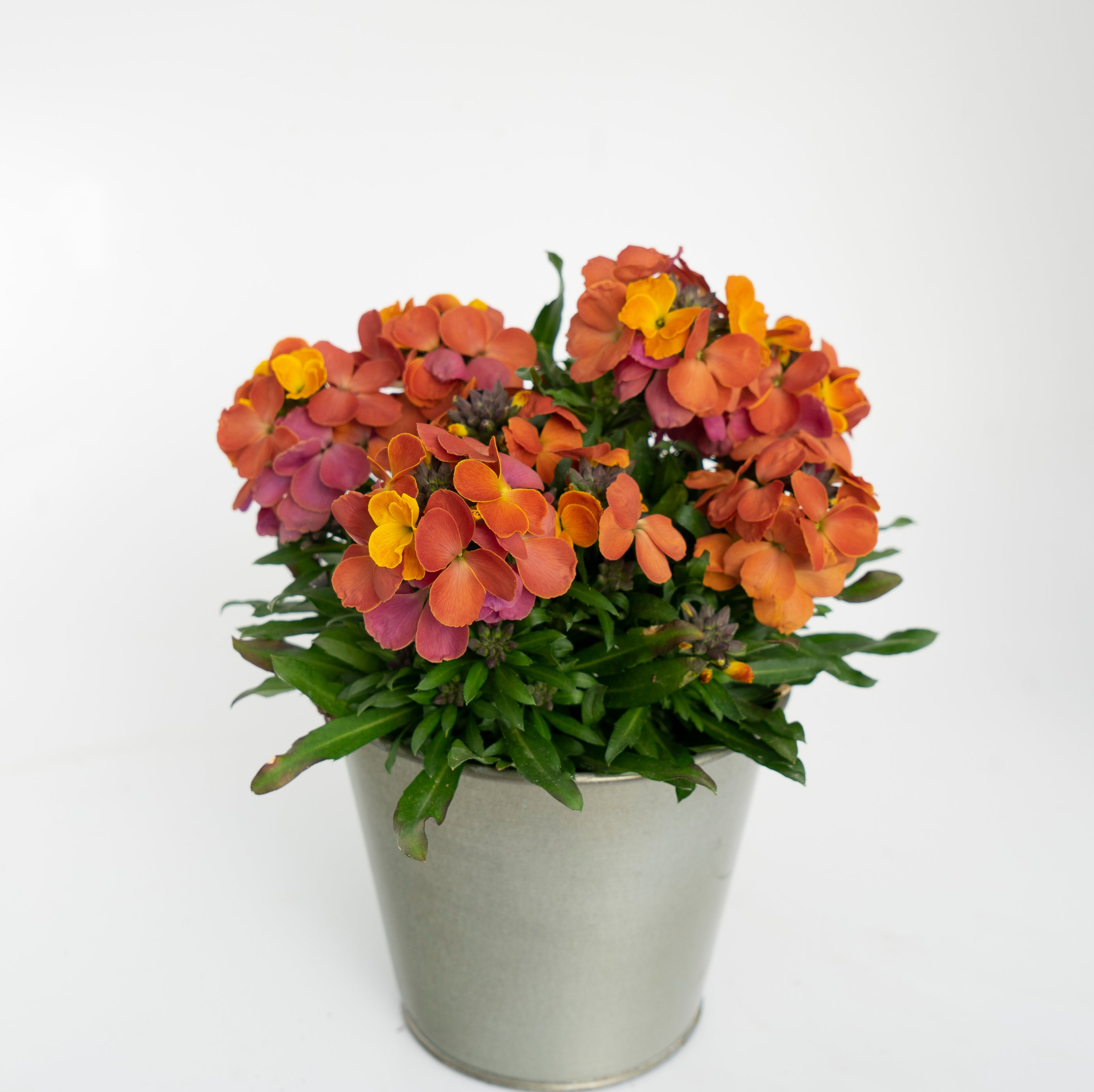 Erysimum Leya Collection (3 x 2 Litre) — Plants2Gardens
