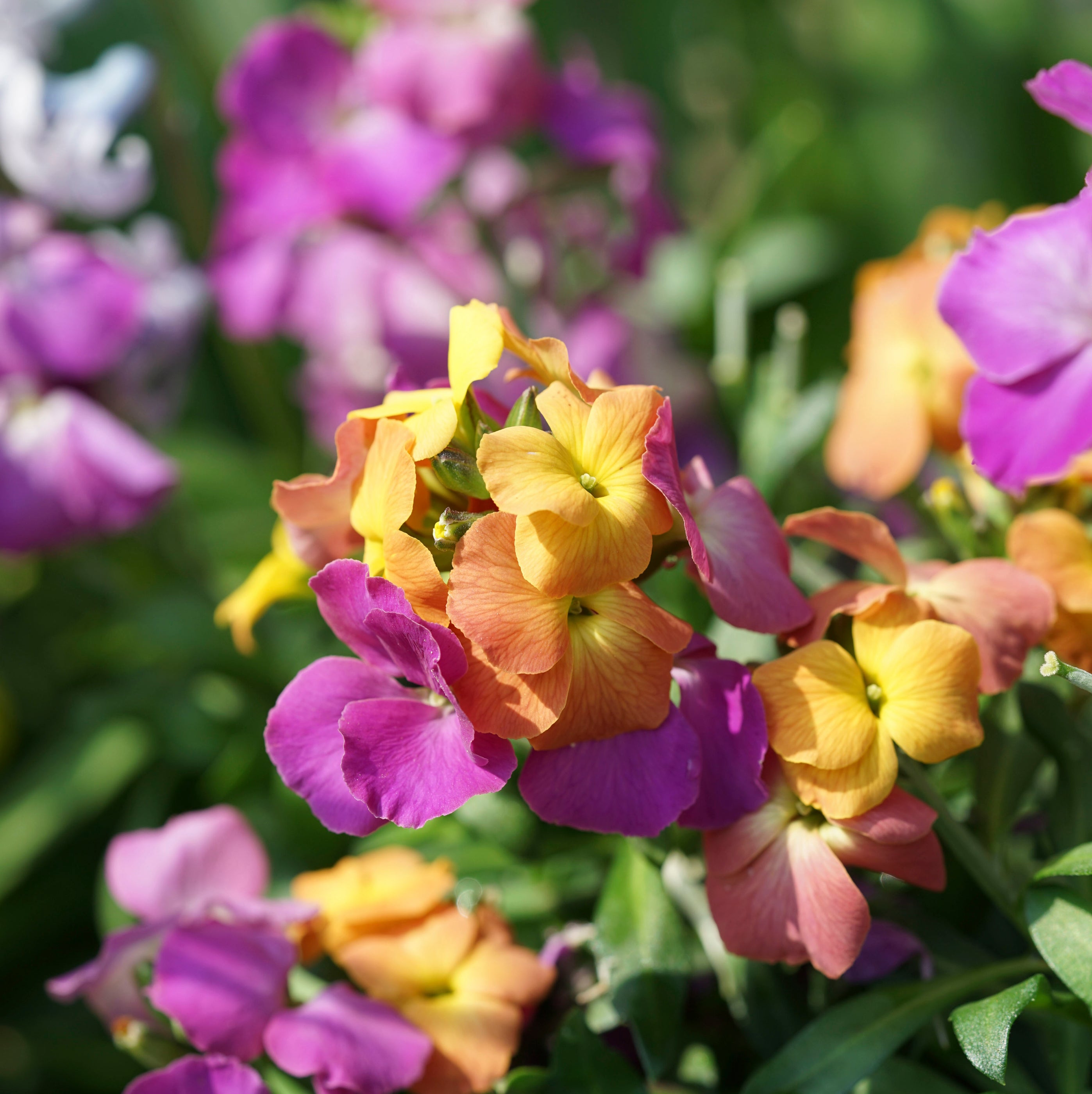 Erysimum Leya Collection (3 x 2 Litre) — Plants2Gardens