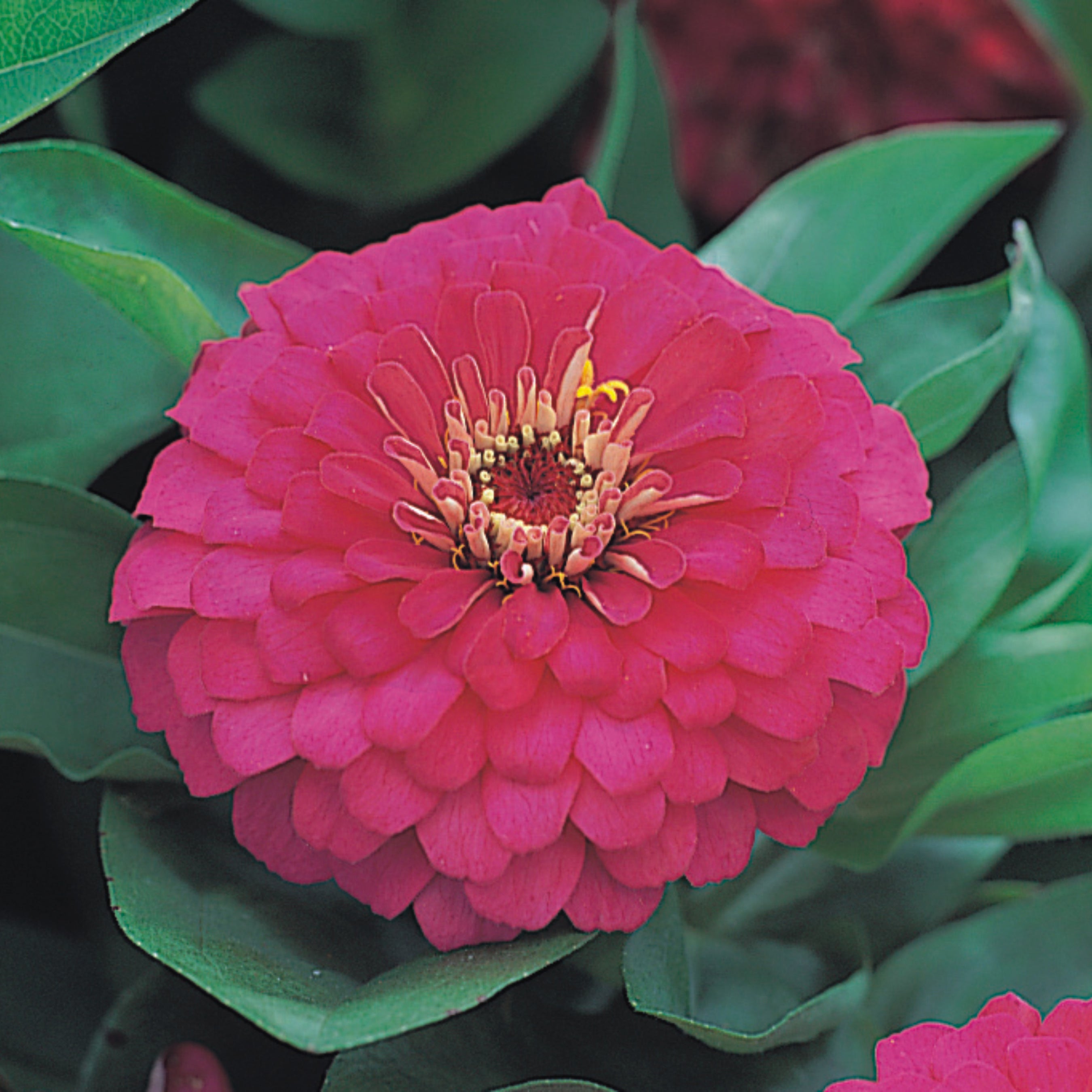 Mail Order Plants Online UK | Order Today! | Plants2Gardens