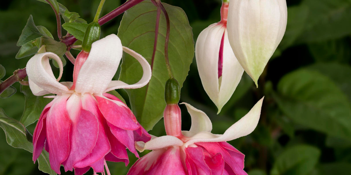 Giant Flowered Fuchsia Collection (6 x 6cm) Dispatches 19th May 2025 ...