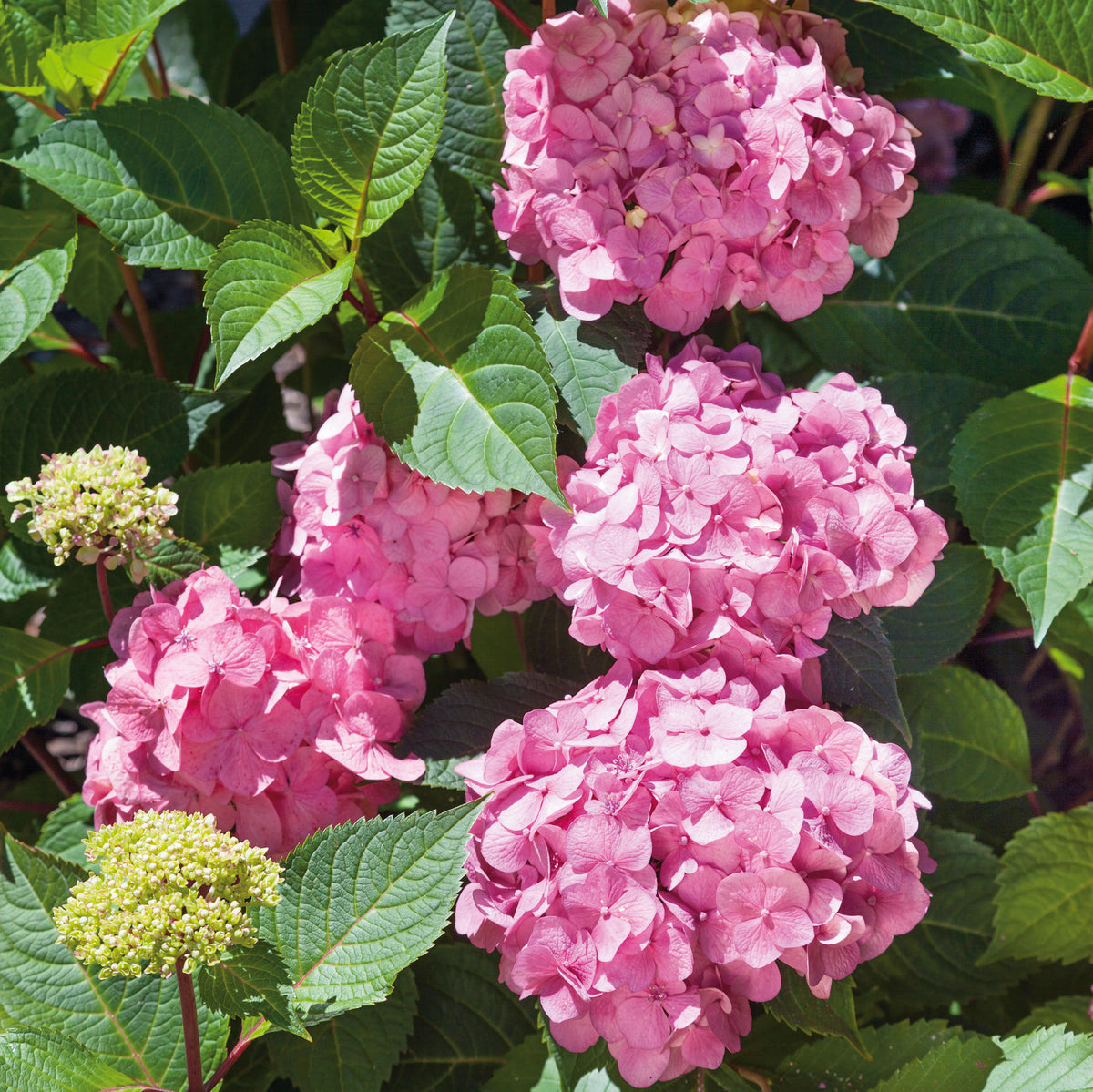 Hydrangea Forever & Ever Pink (1 x 2 Litre) — Plants2Gardens