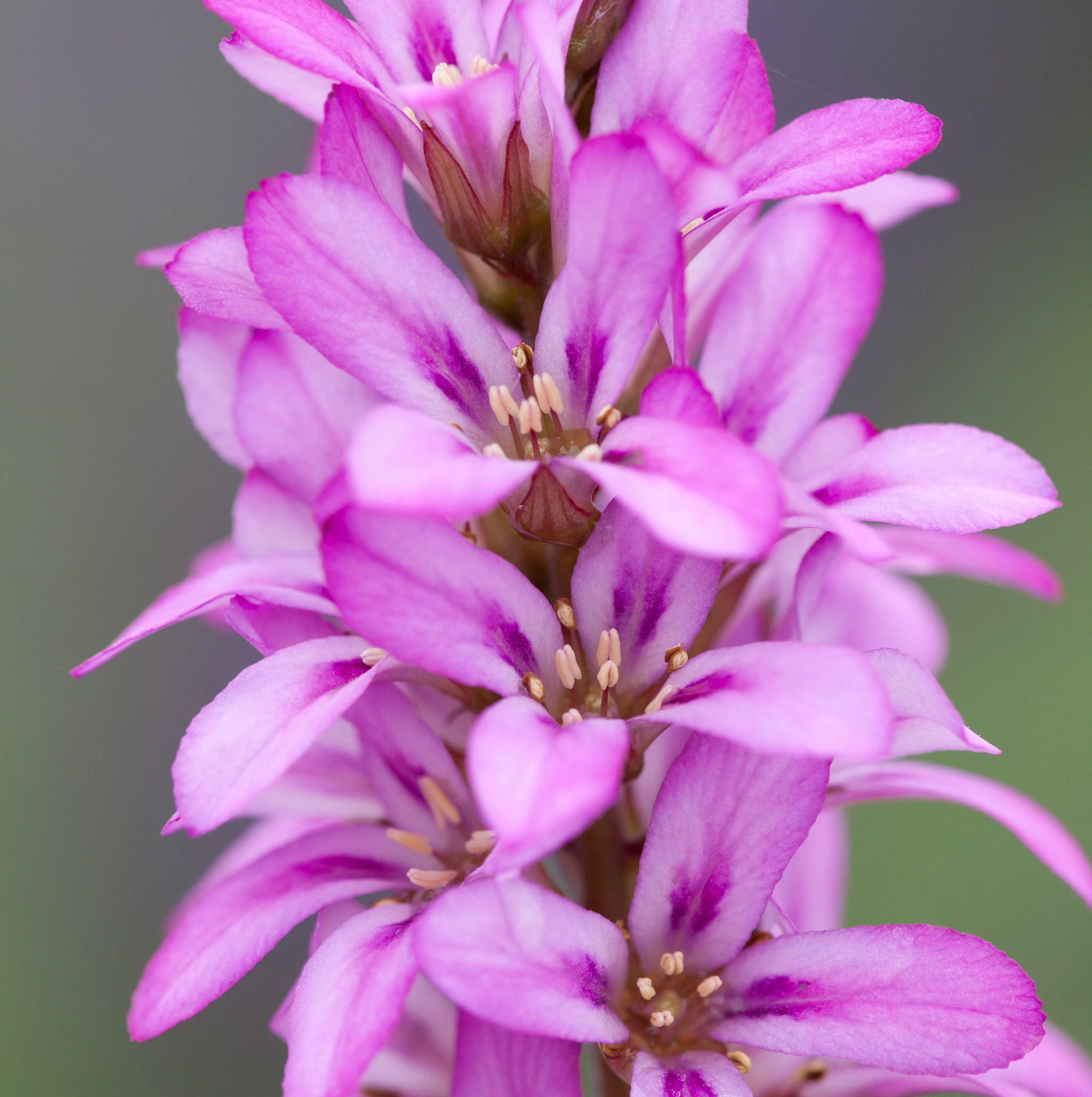 Buy Cottage Garden Perennials Online from Plants2Gardens