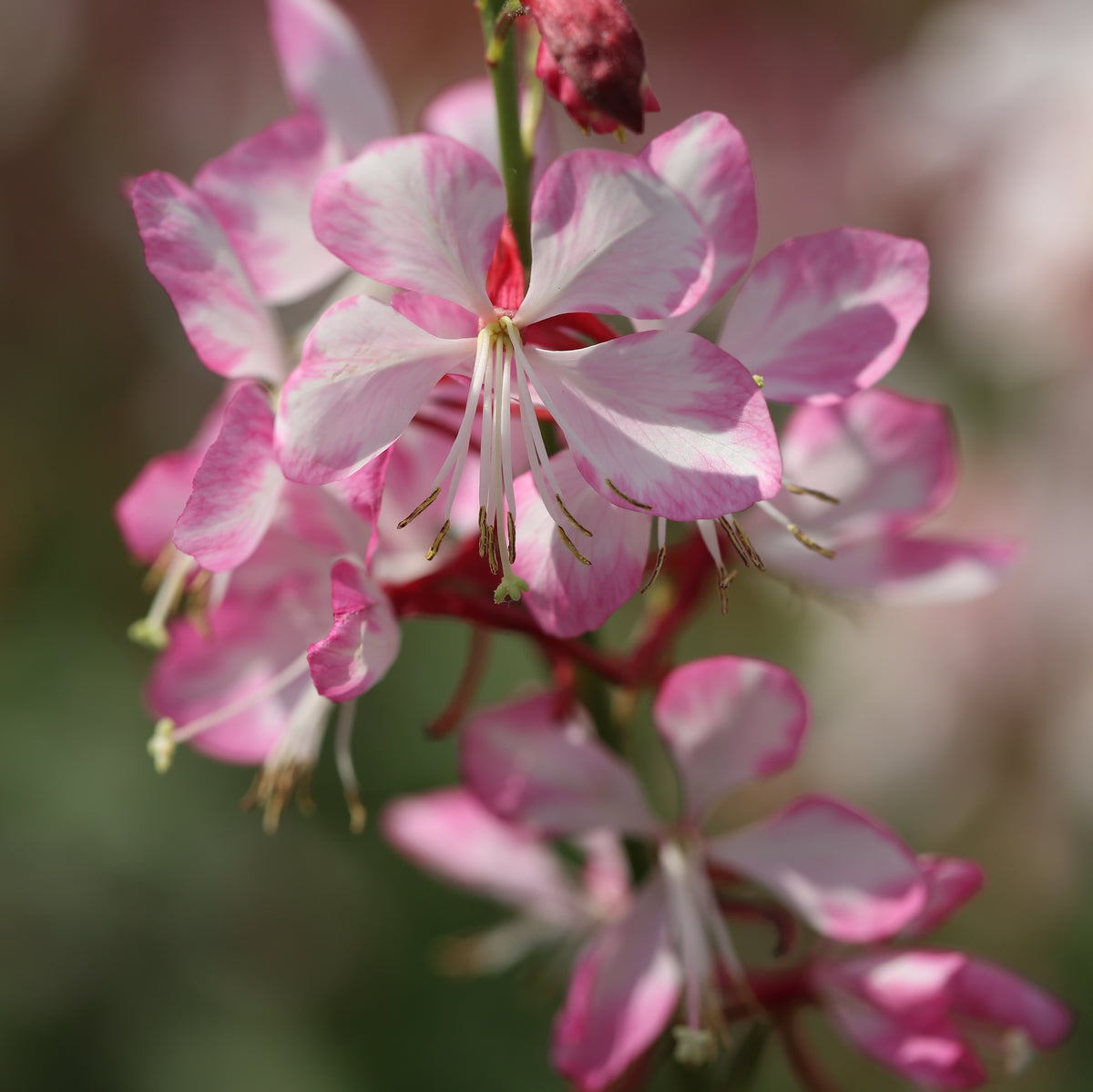 Gaura Collection (6 x 6cm) Dispatches 16 April 2024 - Order Today For ...