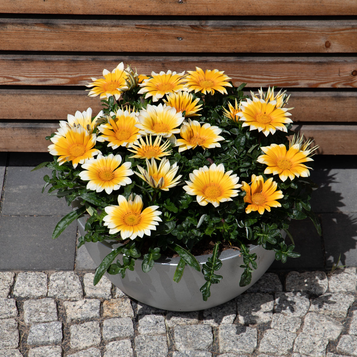 Gazania Zany Sunny Side Up (6 x 6cm) — Plants2Gardens