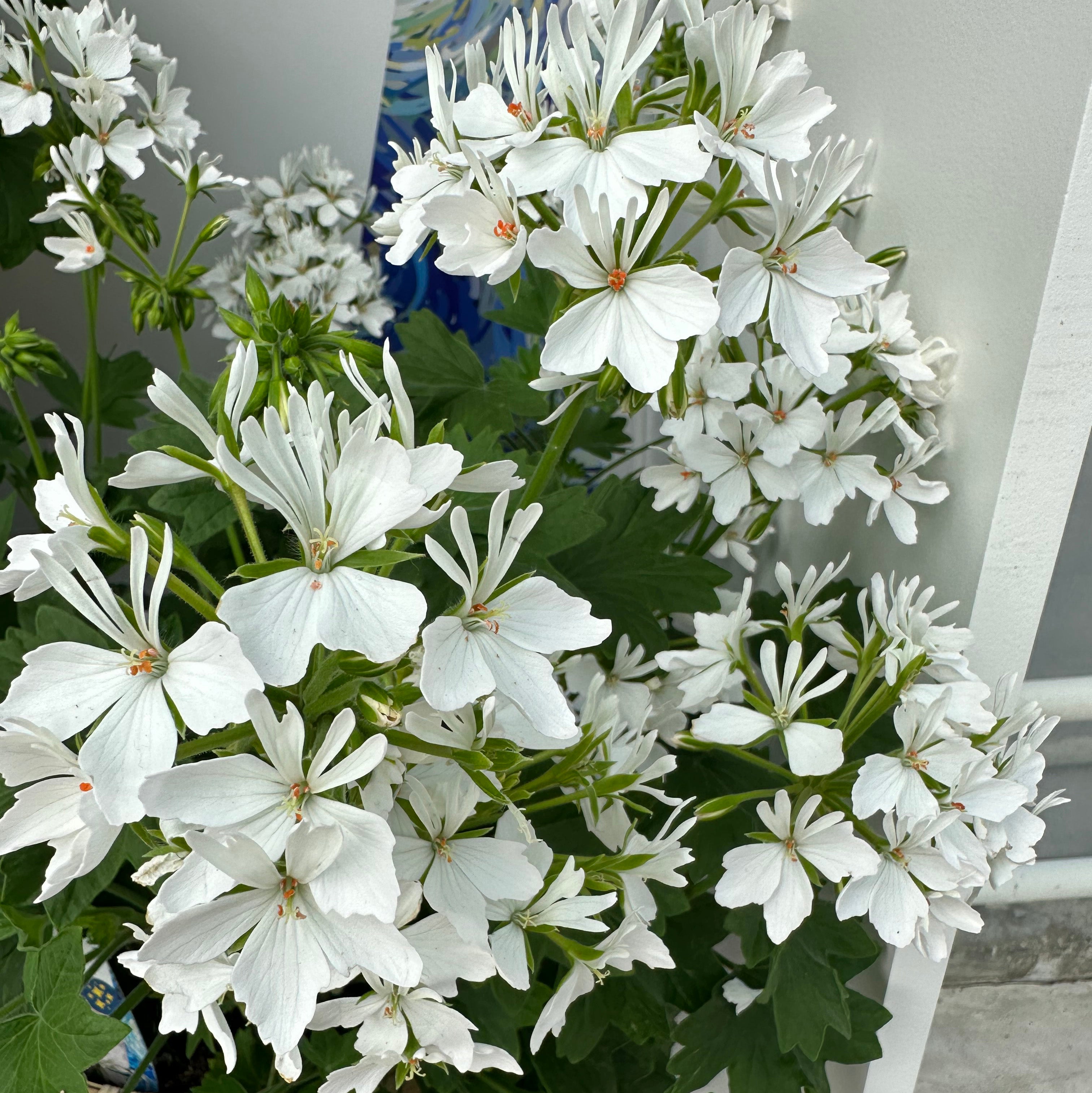 White Perennial Geranium Great Companion Plants For A Cottage Garden: