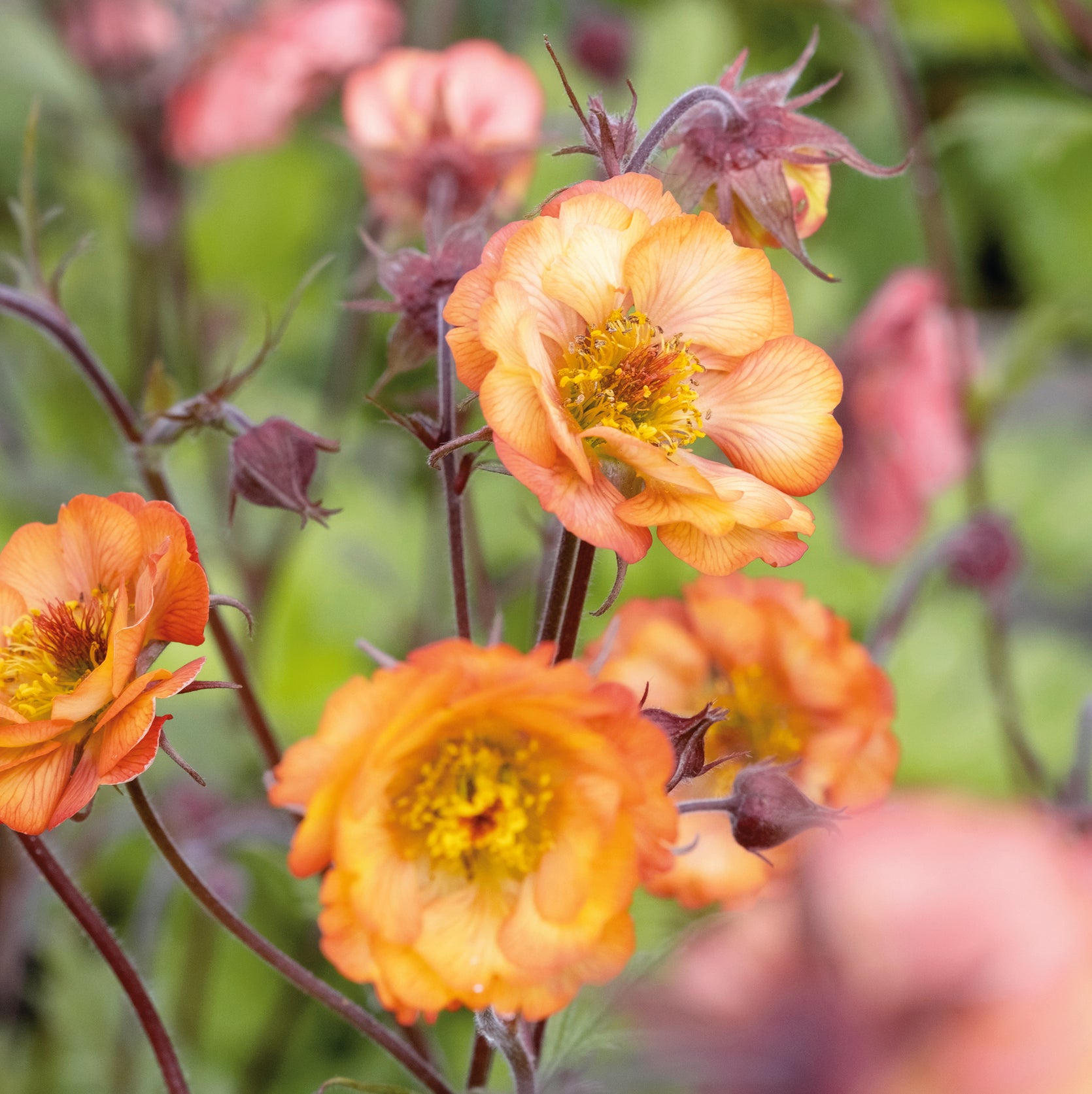 Geum Rusty Young (3 x 9cm) — Plants2Gardens