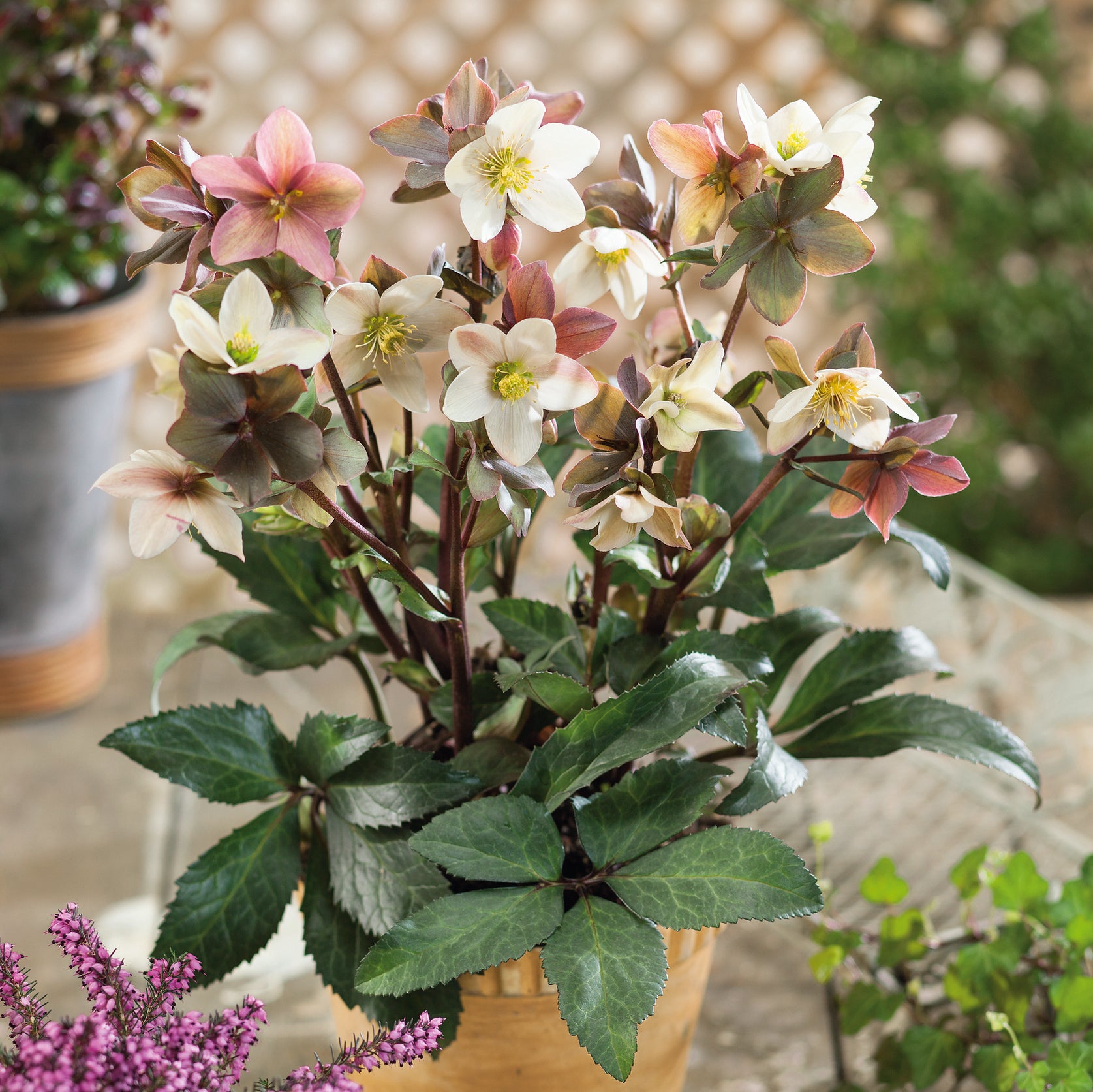 Buy Hellebore Winter Passion Online For Only £17 — Plants2Gardens