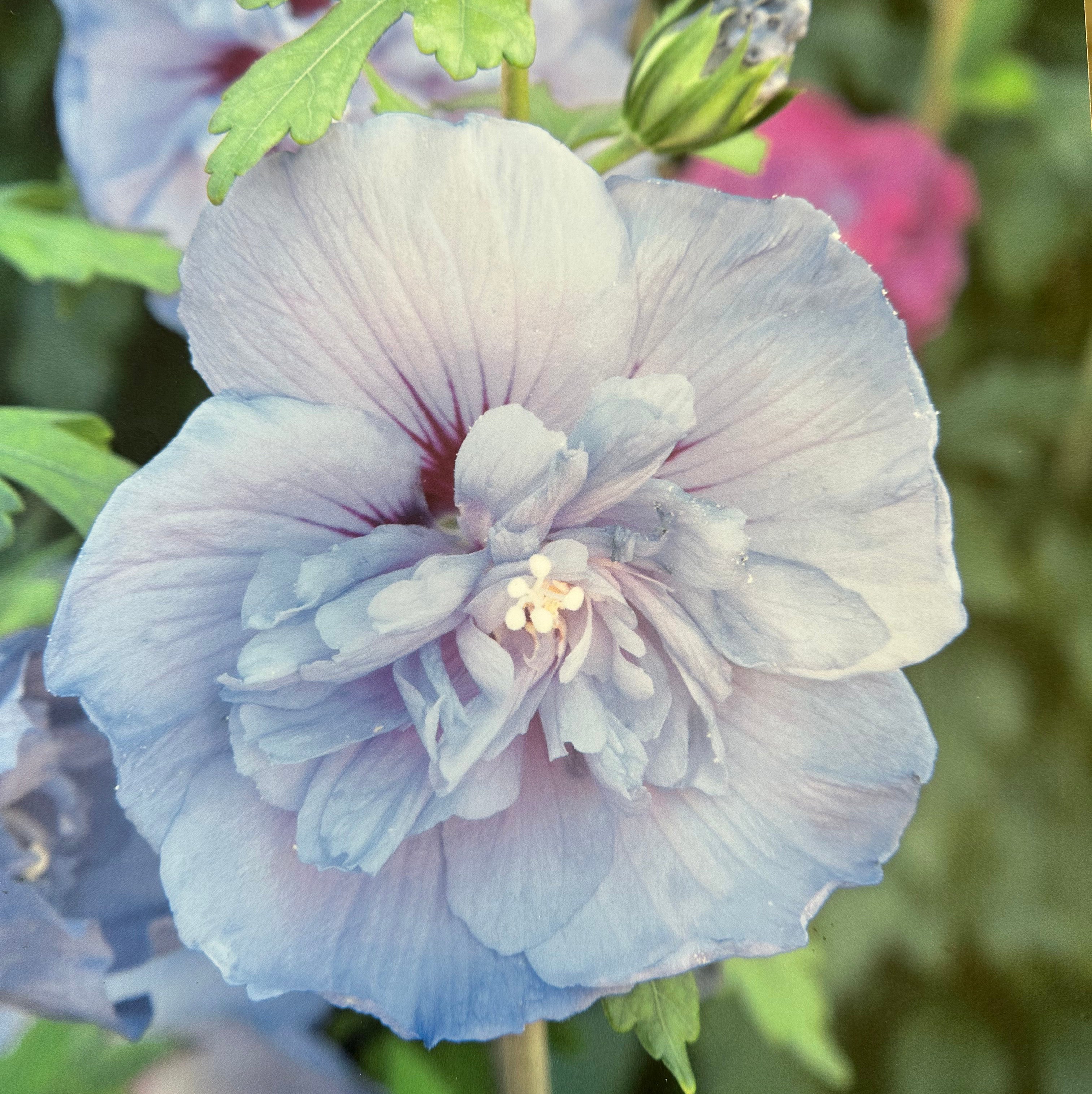 Ardens Blue Hibiscus Syriacus
