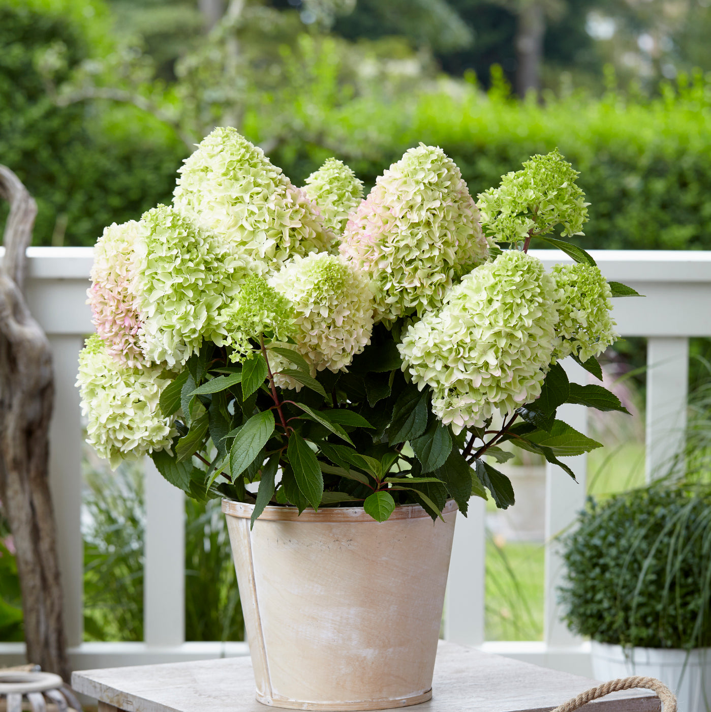 Buy Established Hydrangea Little Fresco Online For Only £31 ...
