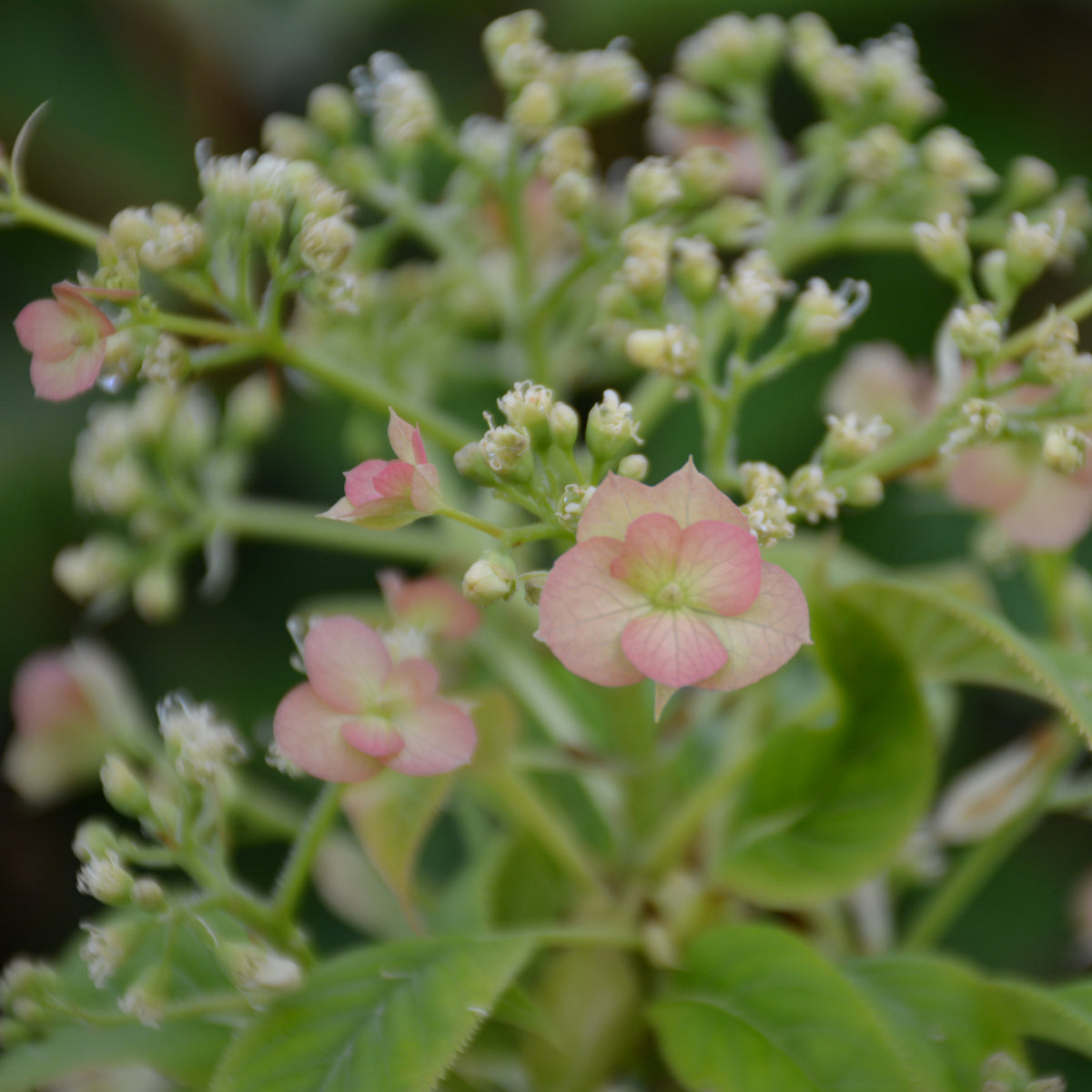 Hydrangea Glabra Crug Coral (1 x 2 Litre) — Plants2Gardens