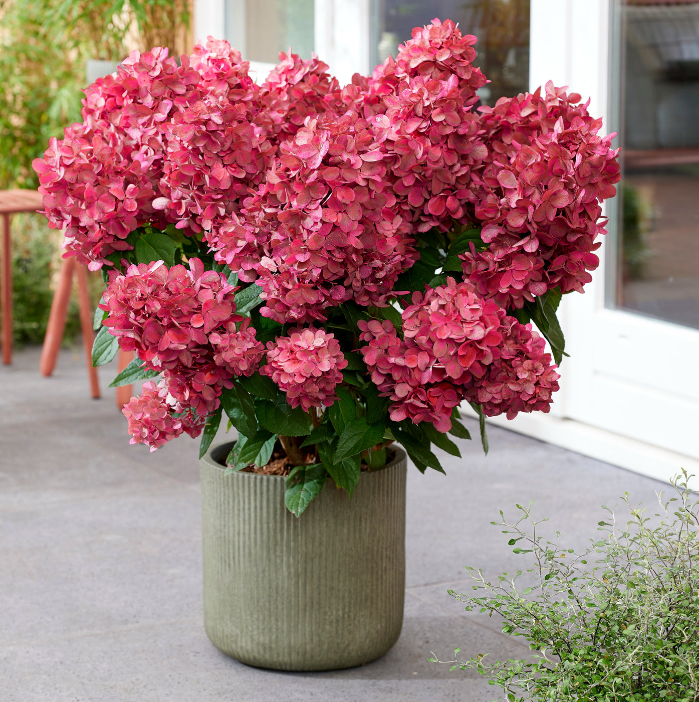 Buy Established Hydrangea Bonfire Online For Only £32 — Plants2Gardens