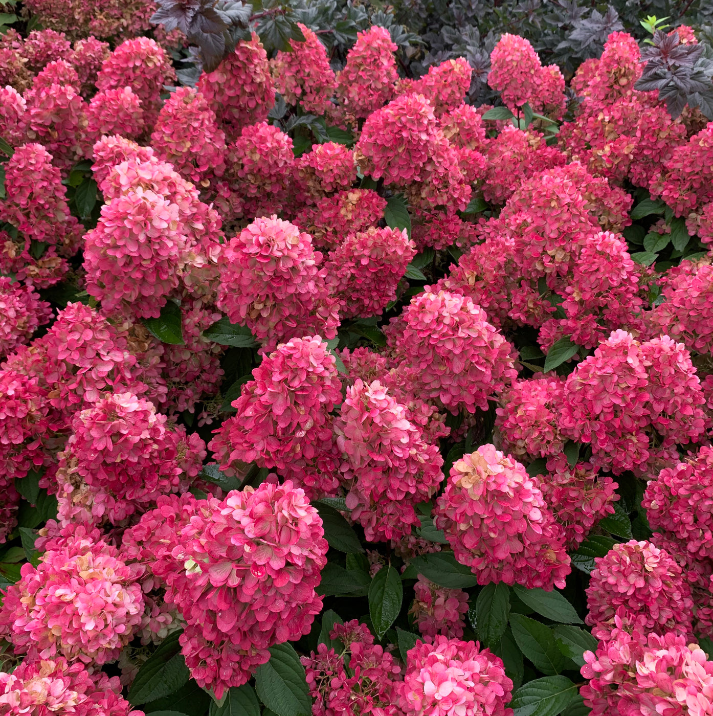 Buy Established Hydrangea Bonfire Online For Only £32 — Plants2Gardens