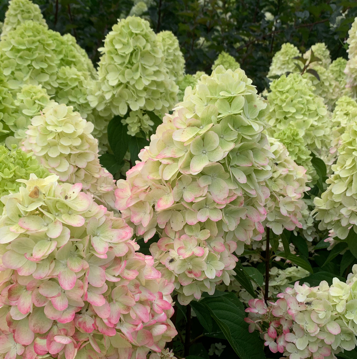 Buy Established Hydrangea Bonfire Online For Only £32 — Plants2Gardens