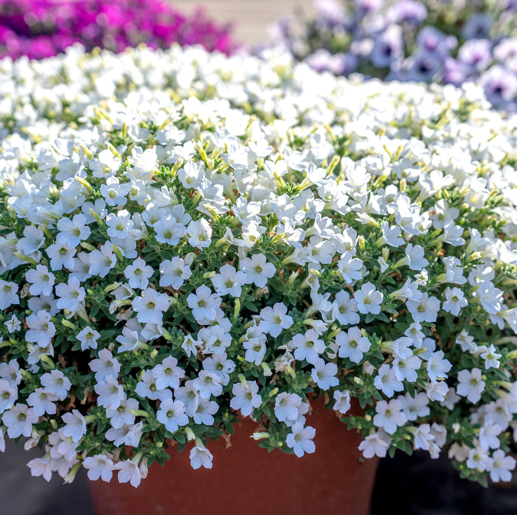 Mail Order Plants Online UK | Order Today! | Plants2Gardens