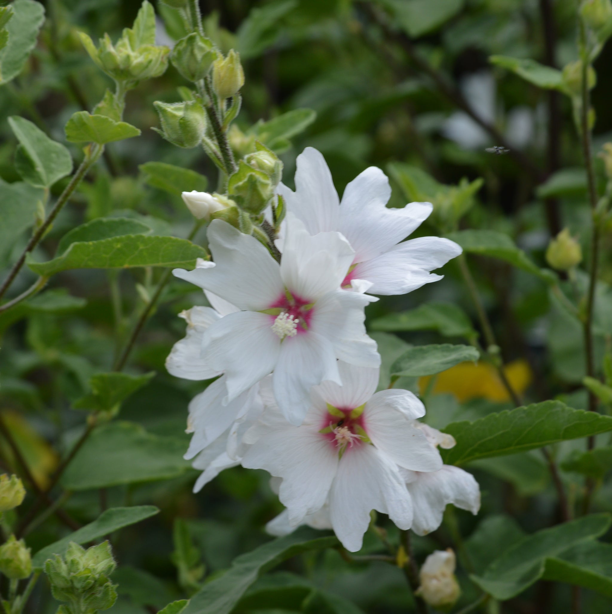 Perennials for Beds & Borders — Plants2Gardens