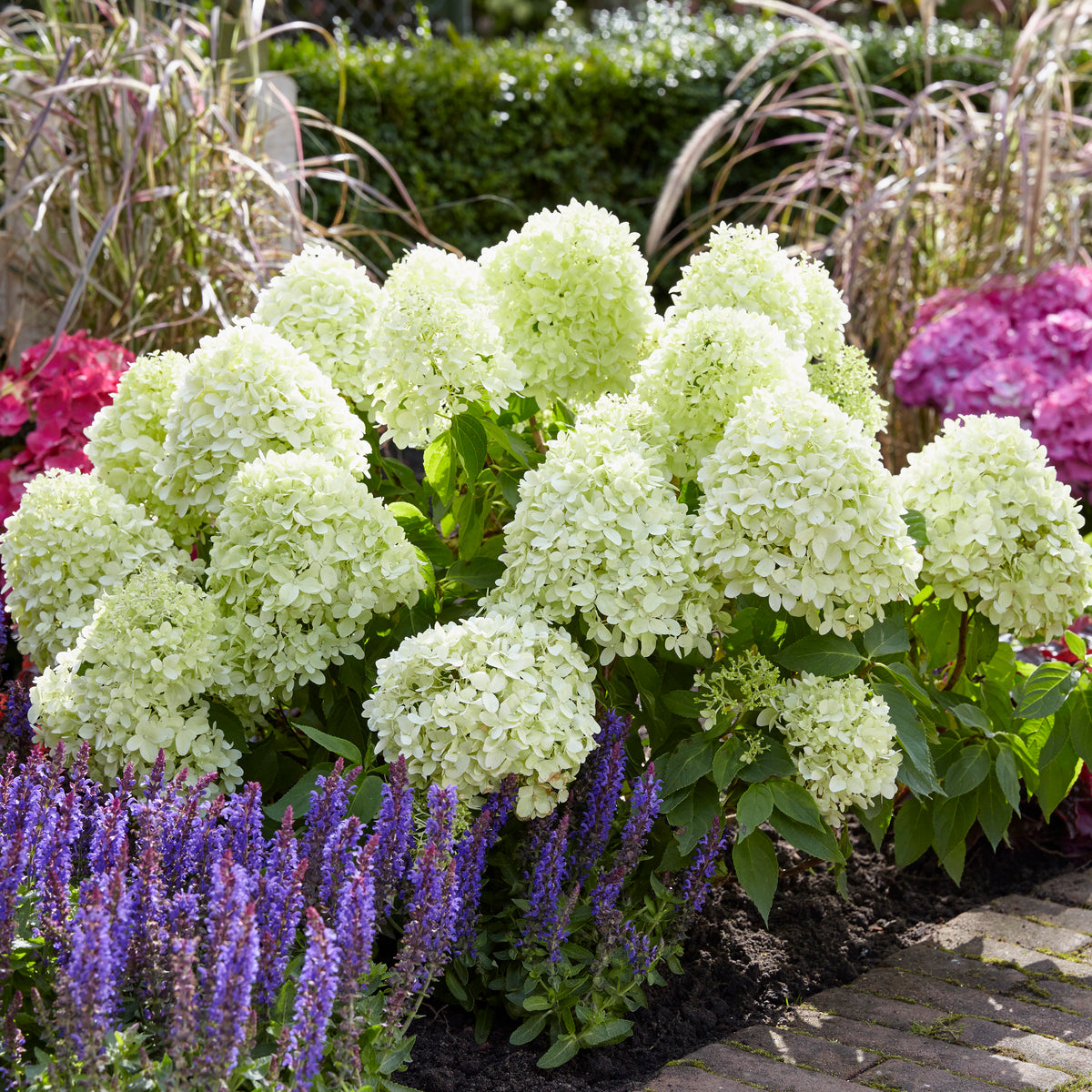 Buy Established Hydrangea Little Spooky Online For Only £33 ...