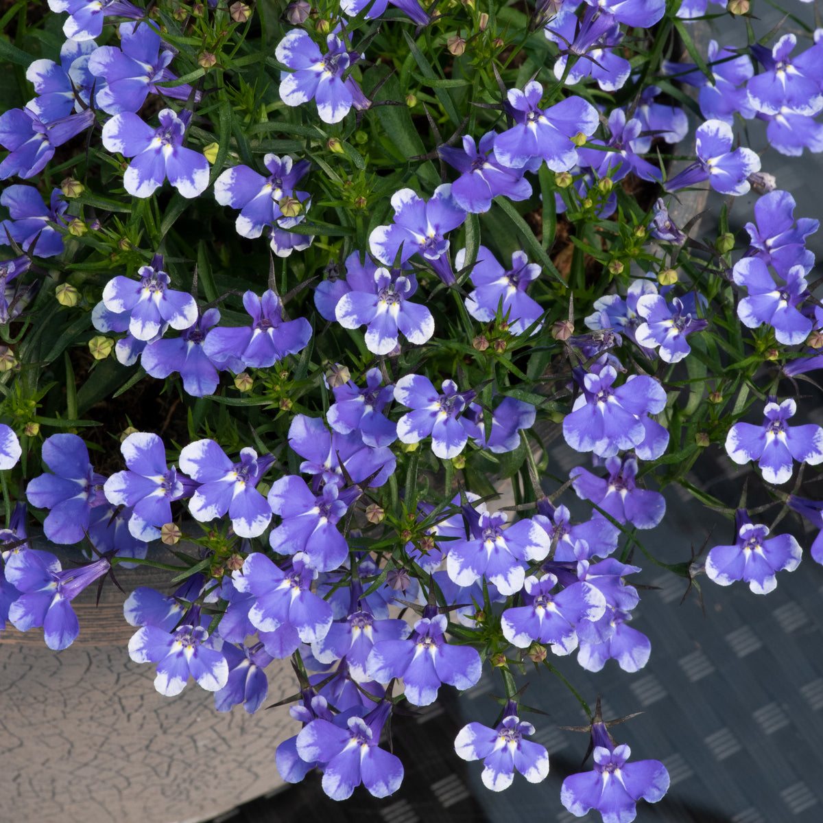 Lobelia Infinity (6 x 6cm) Dispatches 18 May 2026 — Plants2Gardens