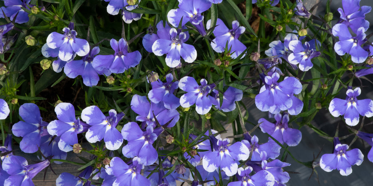 Lobelia Infinity (6 x 6cm) Dispatches 11 May 2026 — Plants2Gardens