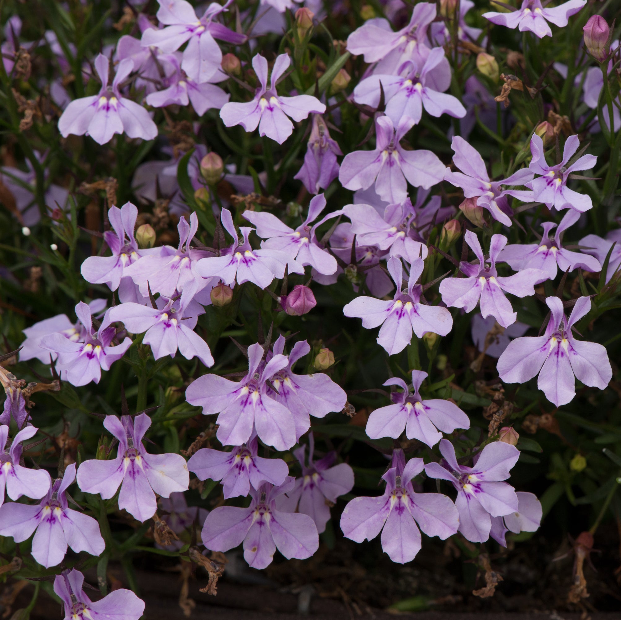 Lobelia Infinity (6 x 6cm) Dispatches 18 May 2026 — Plants2Gardens