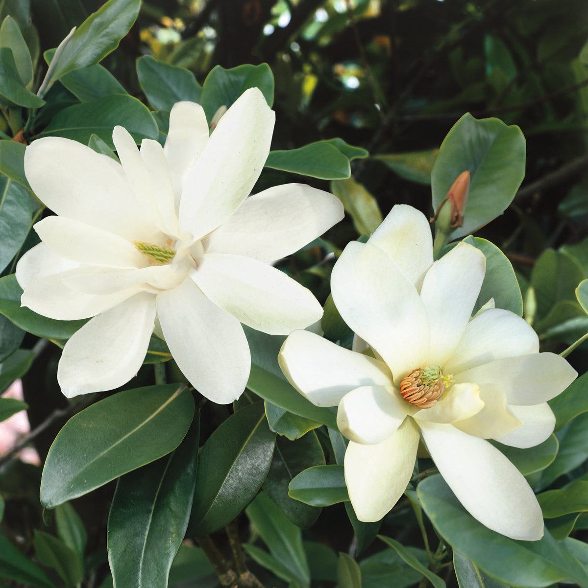 Magnolia Fairy Cream 4.5ltr - Order Today For Only £32 — Plants2Gardens