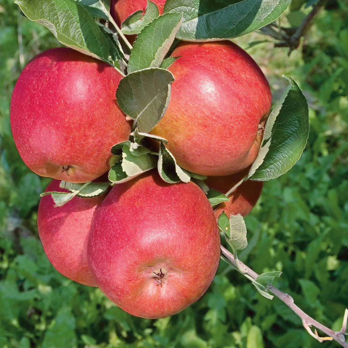 Malus Braeburn (1 x 5 Litre) — Plants2Gardens