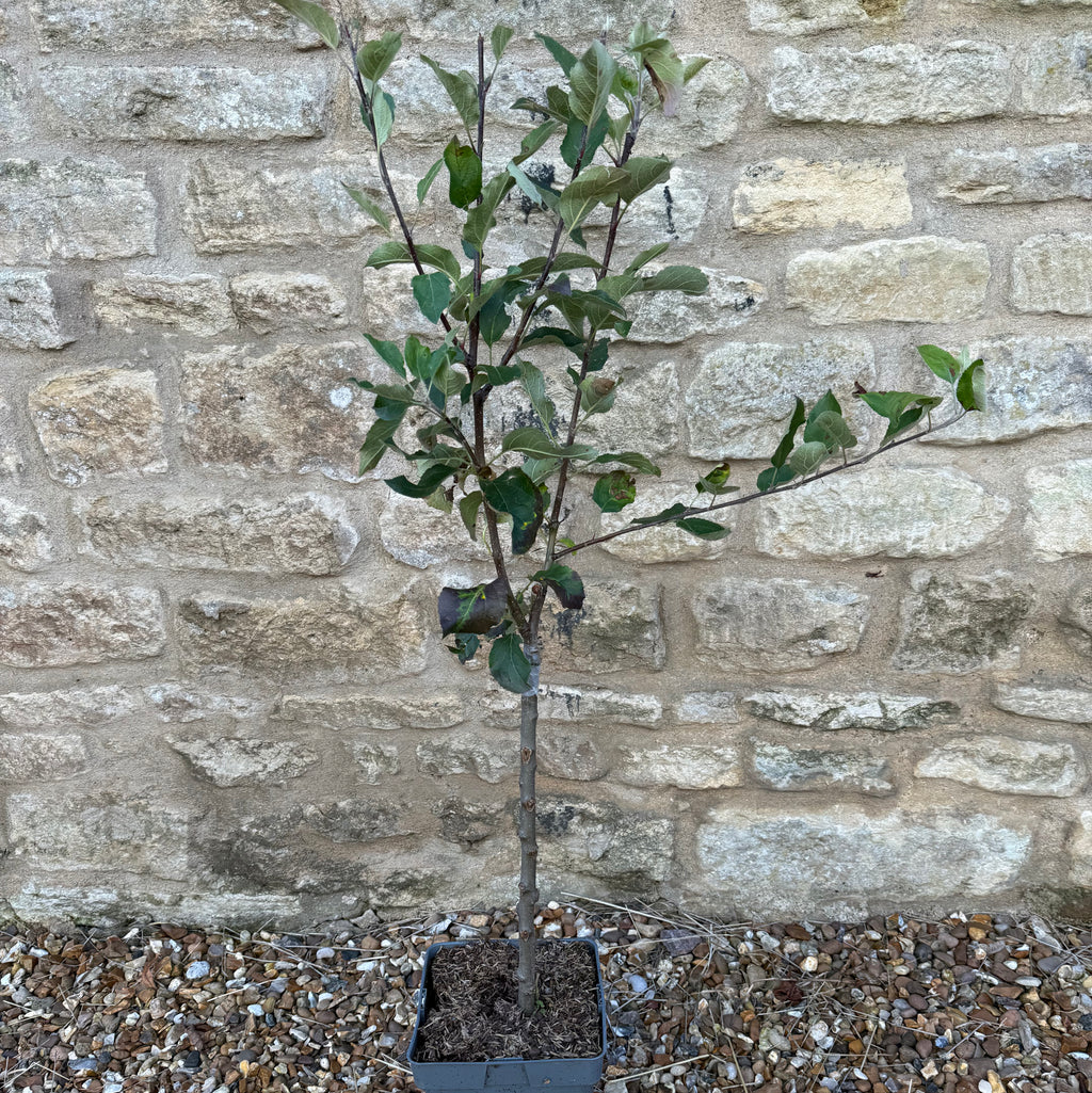 Mail Order Plants Online UK | Order Today! | Plants2Gardens