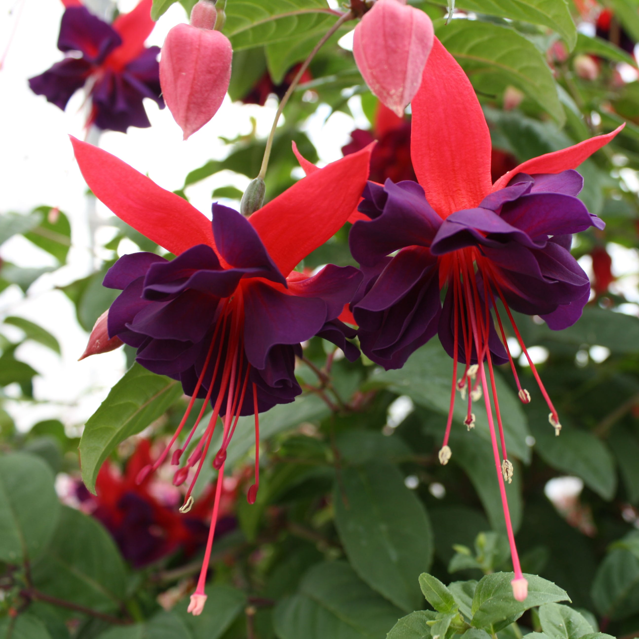 Giant Flowered Fuchsia Collection (6 x 6cm) Dispatches 19th May 2025 ...
