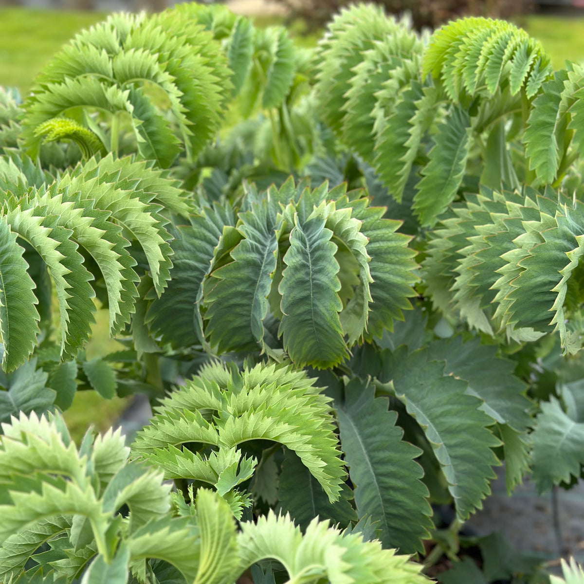 Melianthus Antonow's Blue (2 x 9cm) — Plants2Gardens