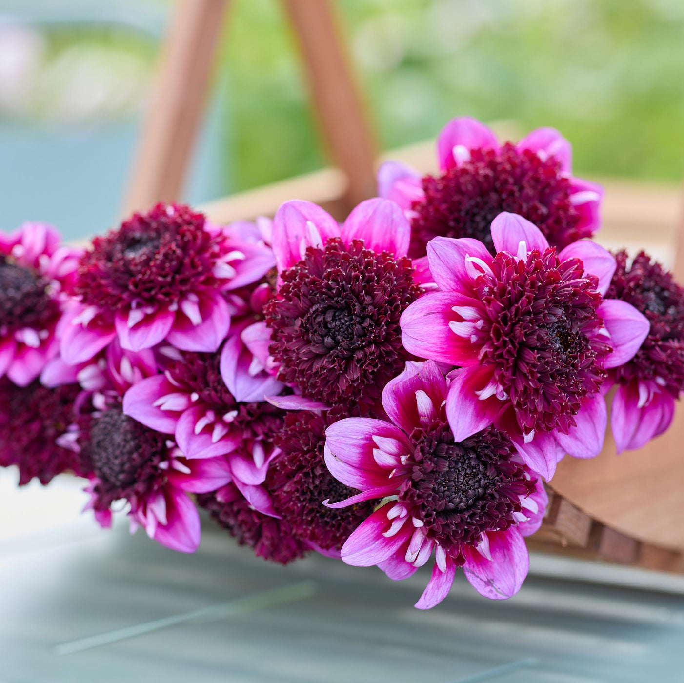 Dahlia Misses Amy (3 x Bare Root) Dispatches 23 March 2026 — Plants2Gardens