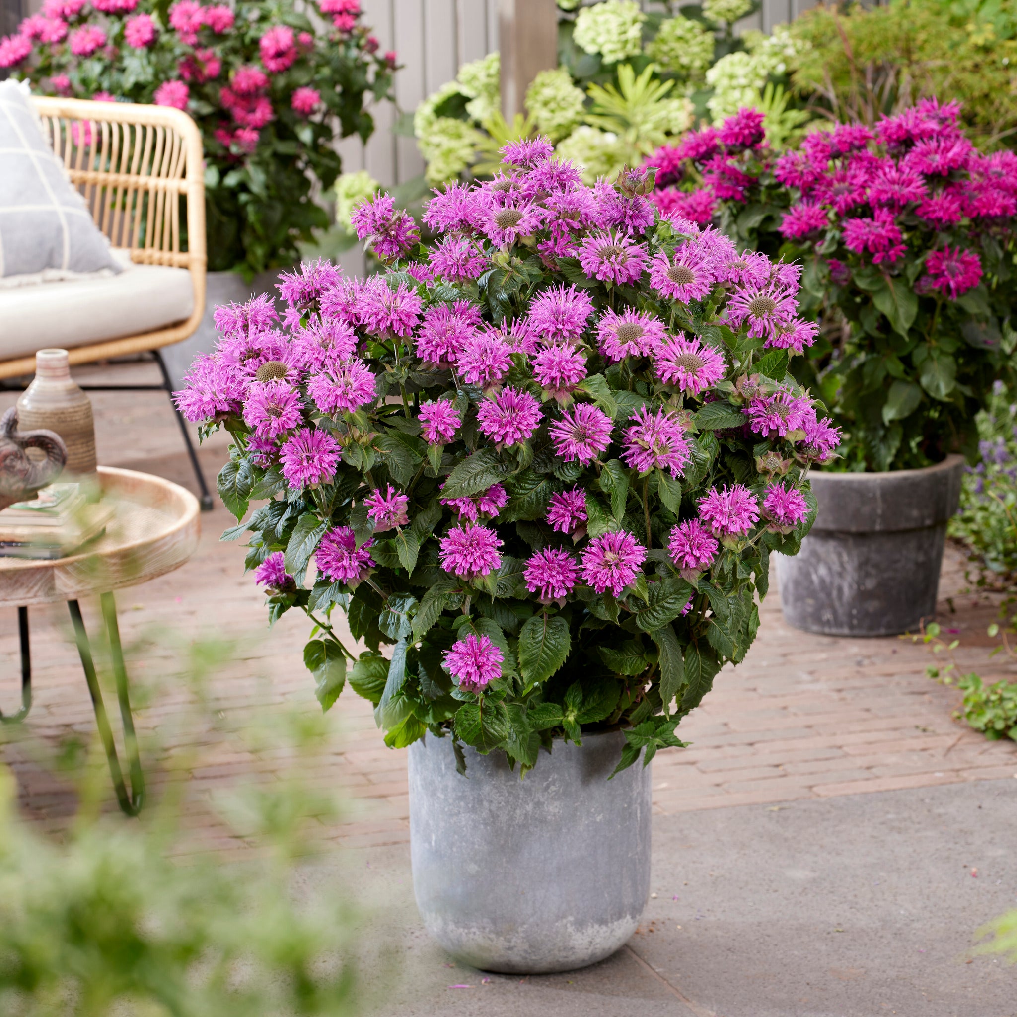 Buy Perennials for Pots & Planters Online from Plants2Gardens
