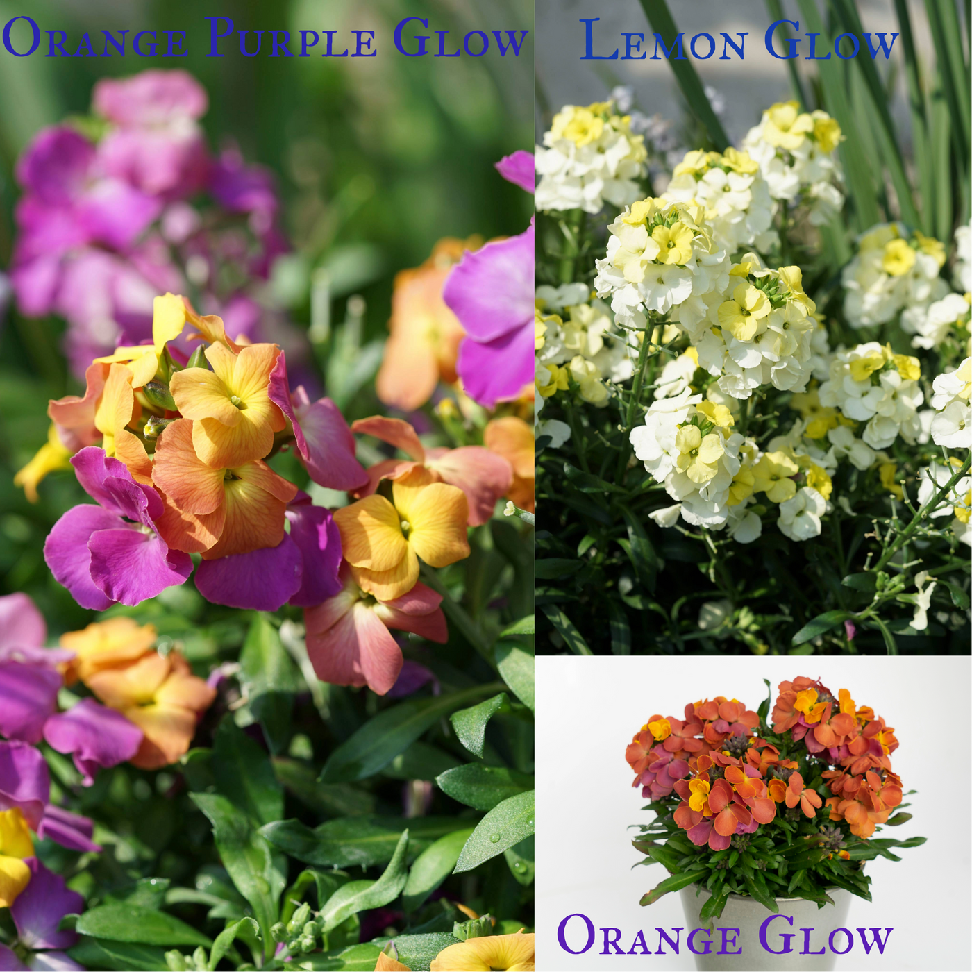 Erysimum Leya Collection (3 x 2 Litre) — Plants2Gardens