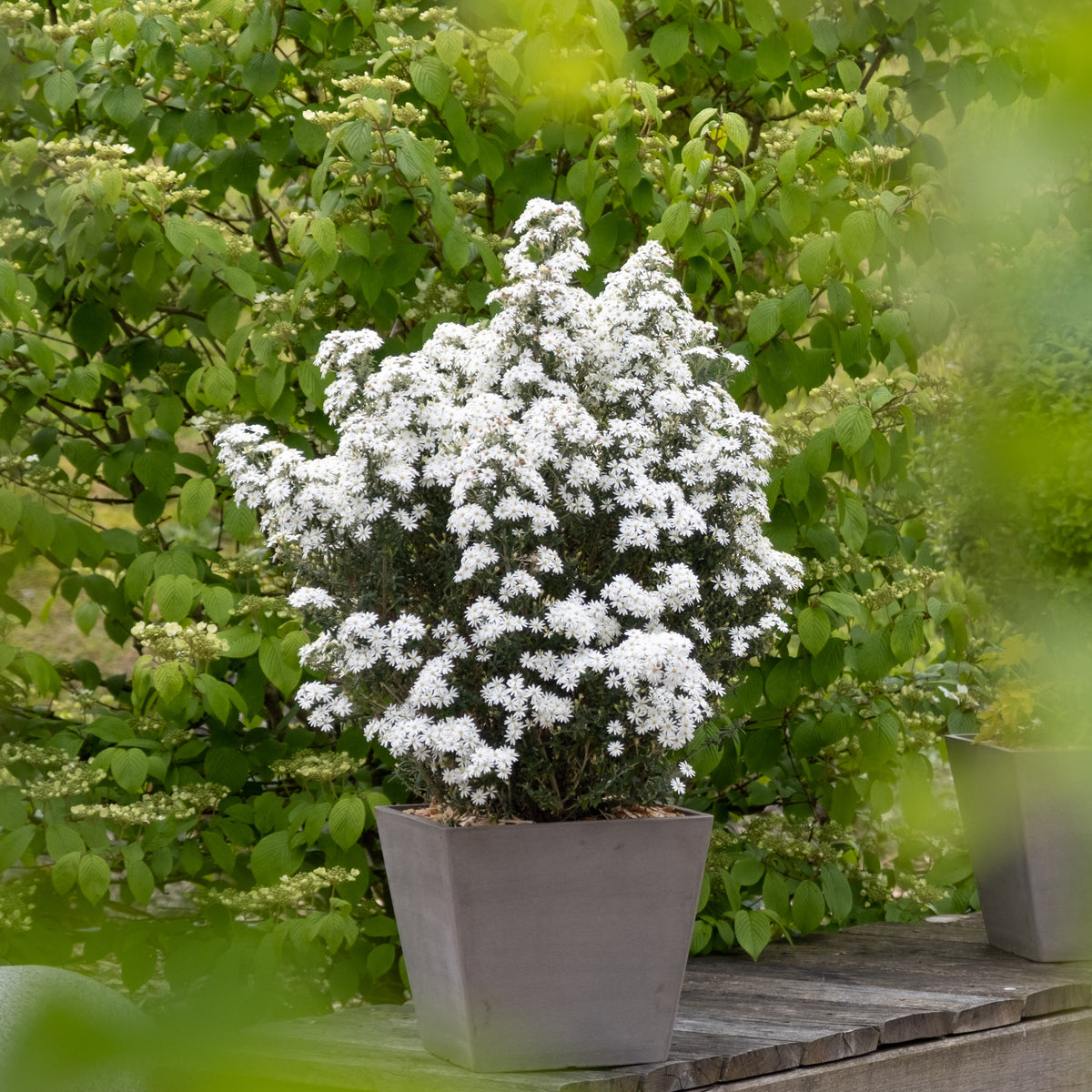 Olearia Spring Bling (3 Litre) — Plants2Gardens