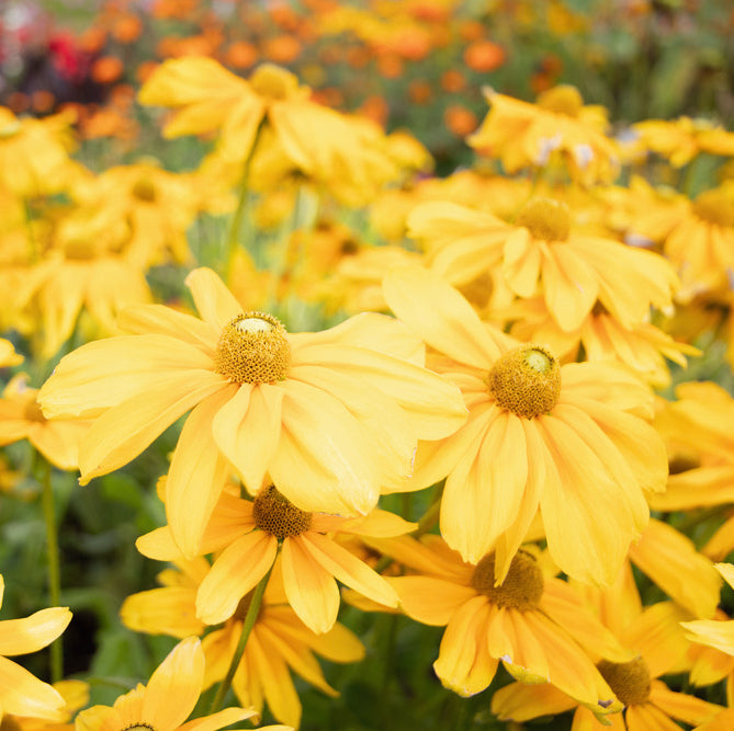 Buy Rudbeckia Ophelia Online for Only £20 — Plants2Gardens