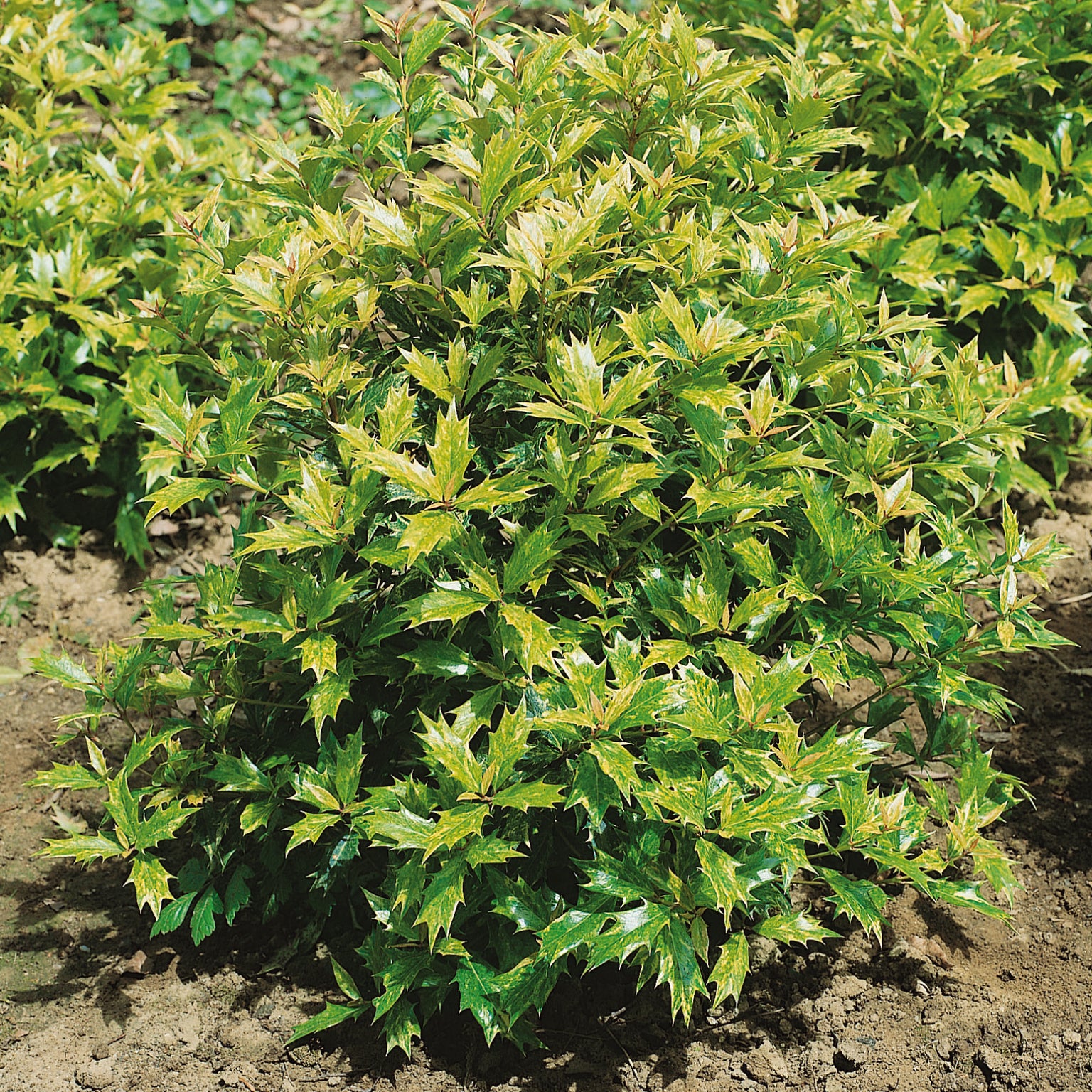 Buy Evergreen Shrubs Online from Plants2Gardens