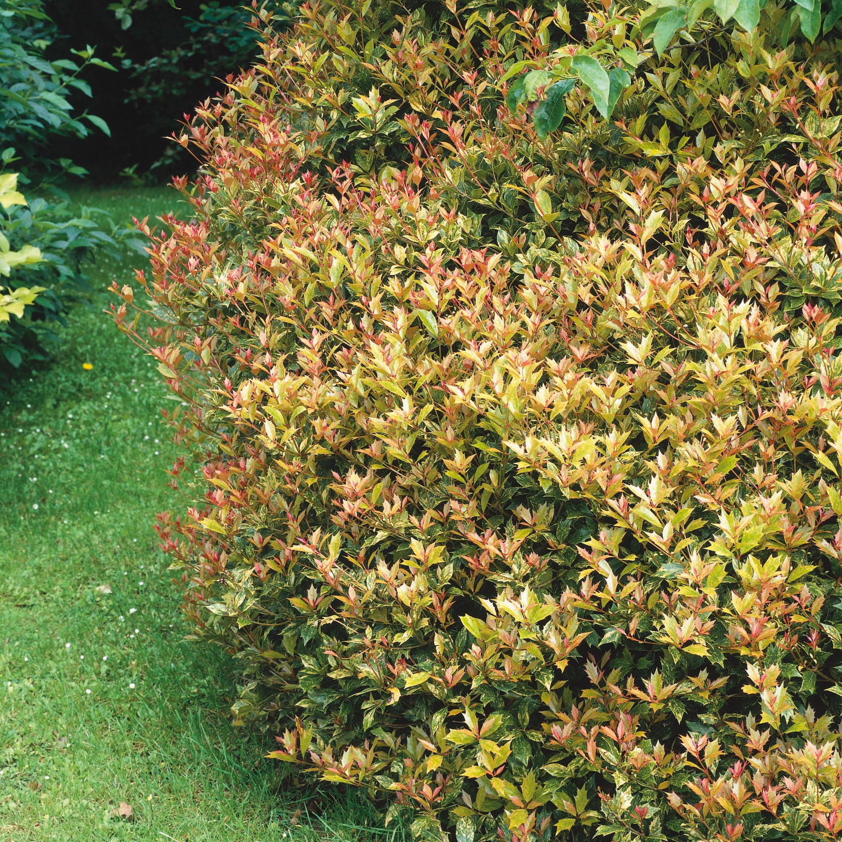 Buy Evergreen Shrubs Online from Plants2Gardens