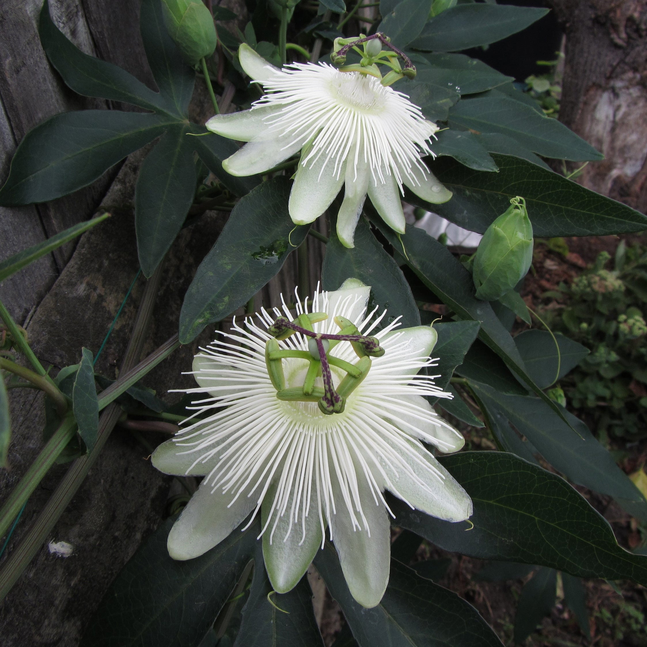 Pure White Passion Flower Plants Online For Only £25 — Plants2Gardens