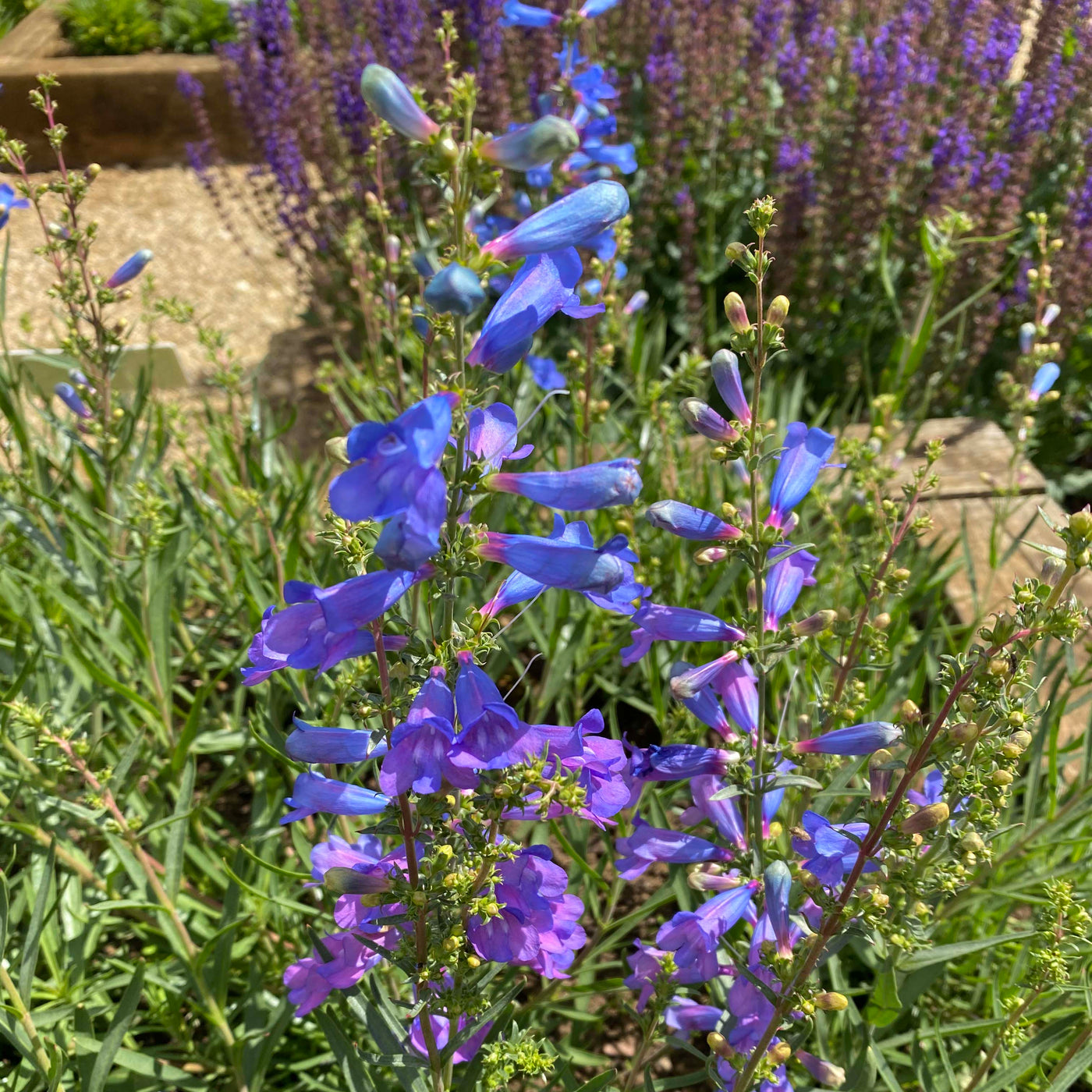 Buy Thee Penstemon Electric Blue Plants Online for Only £20 ...