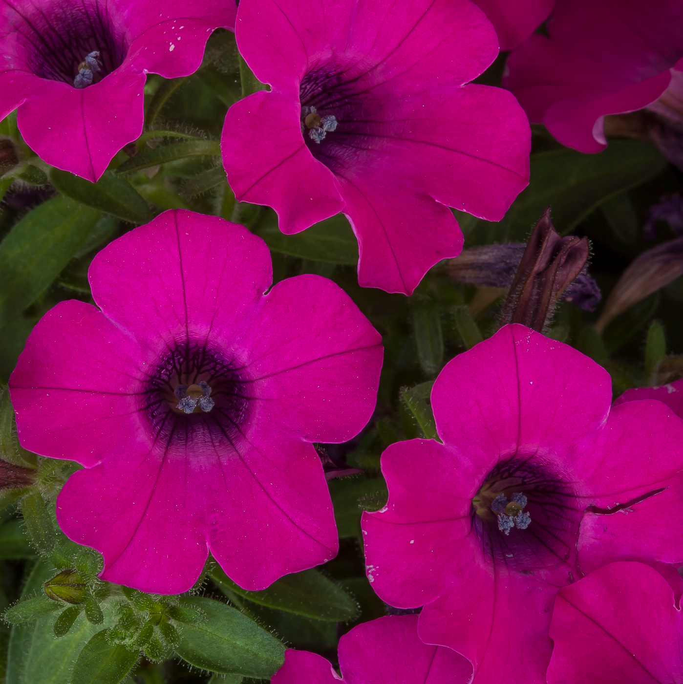 Petunia Itsy Collection (6 x 6cm) Dispatches from 26th May 2025 ...