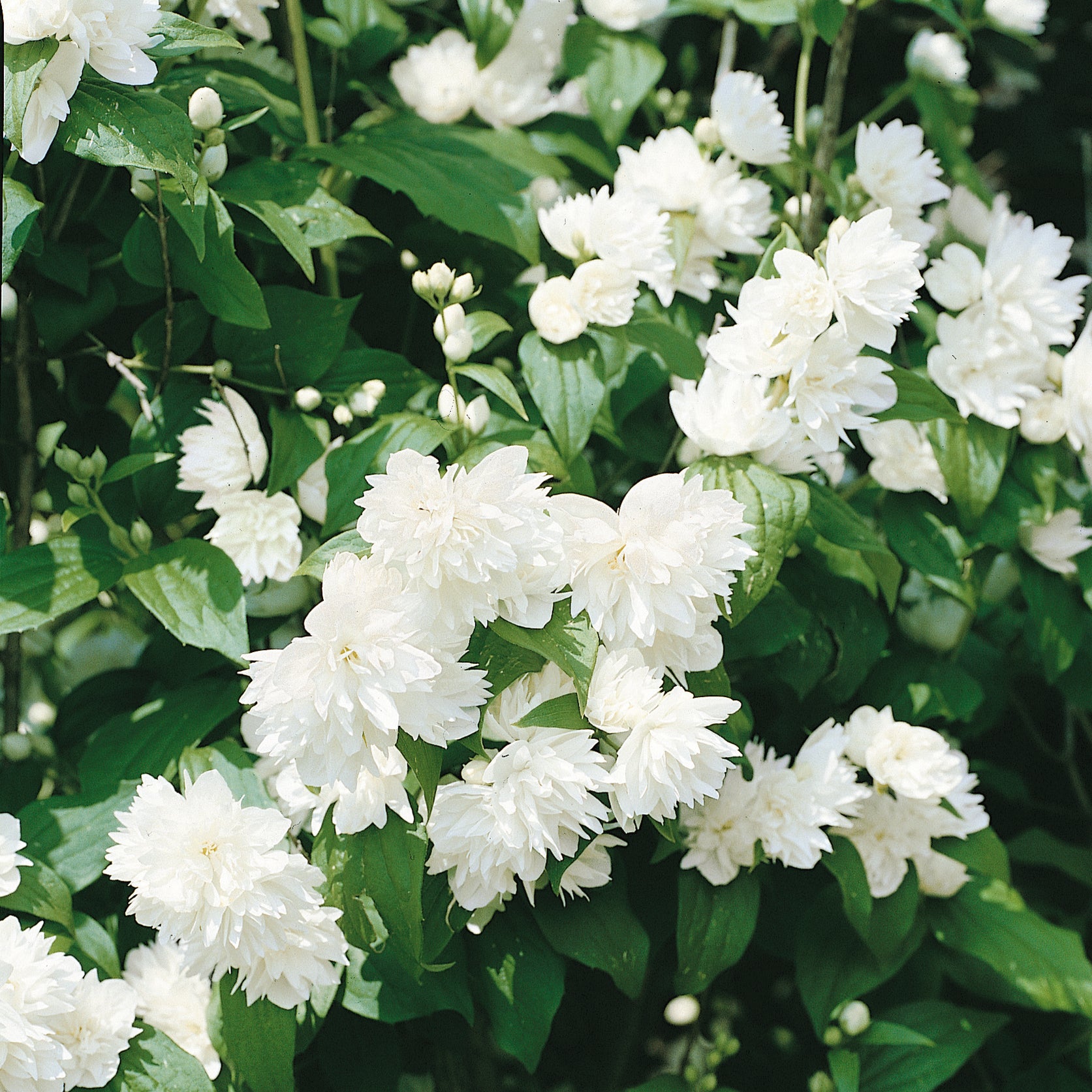 Philadelphus Minnesota Snowflake (3 Litre) — Plants2Gardens