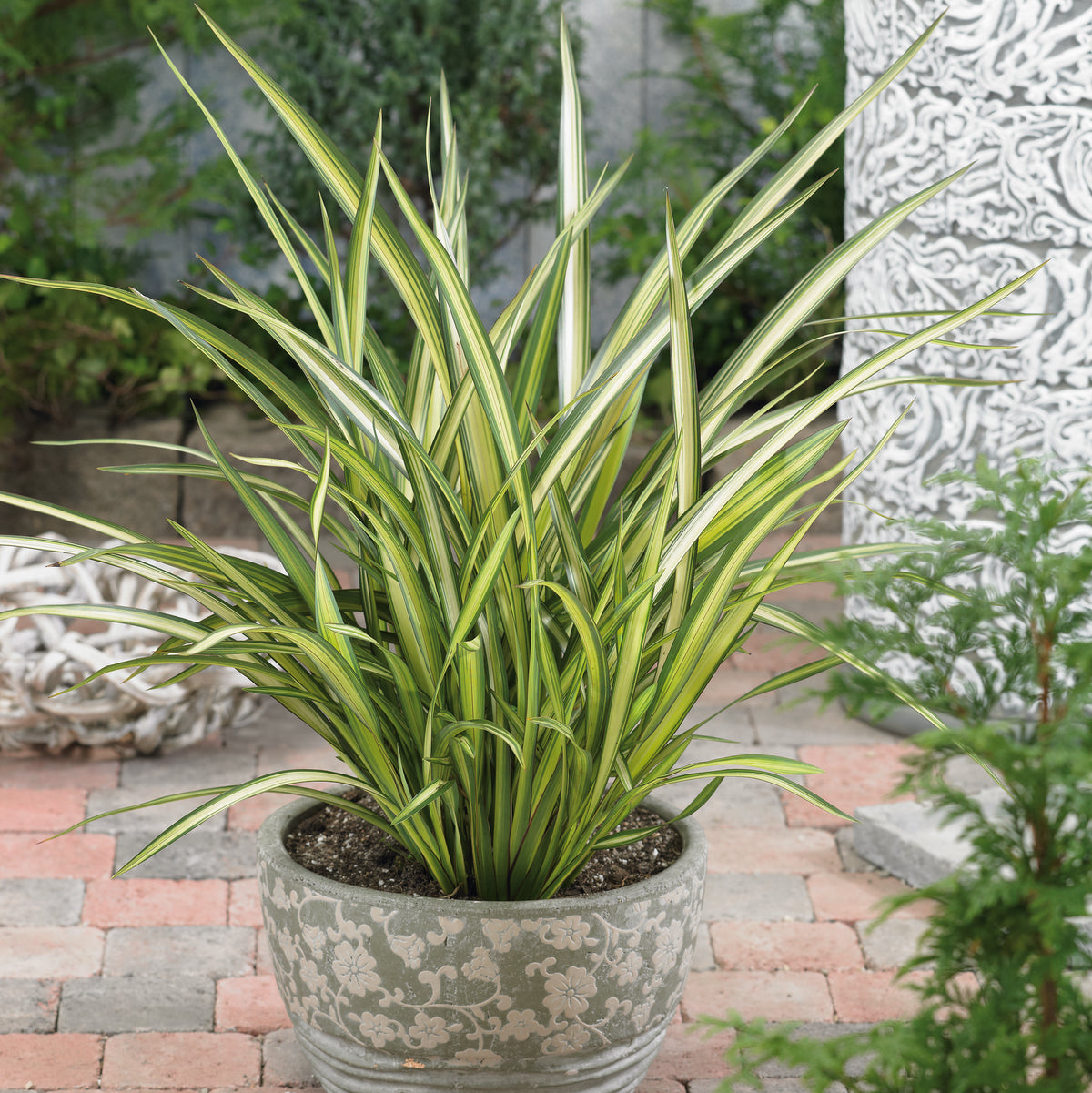 Phormium Cream Delight 3 Ltr - Order Today For Only £31 — Plants2Gardens