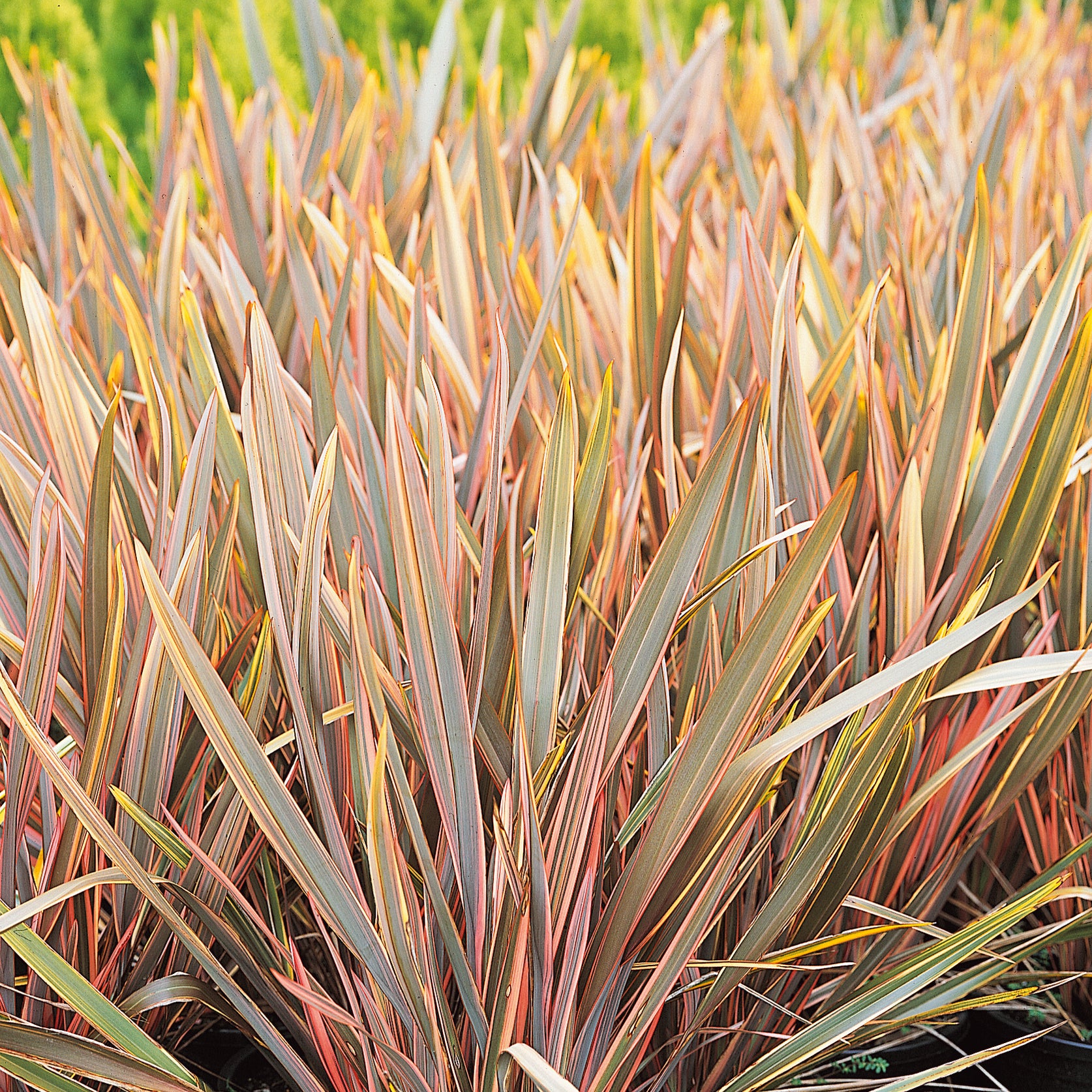 Plants2Gardens | Garden Plants & More | Order Online Today!