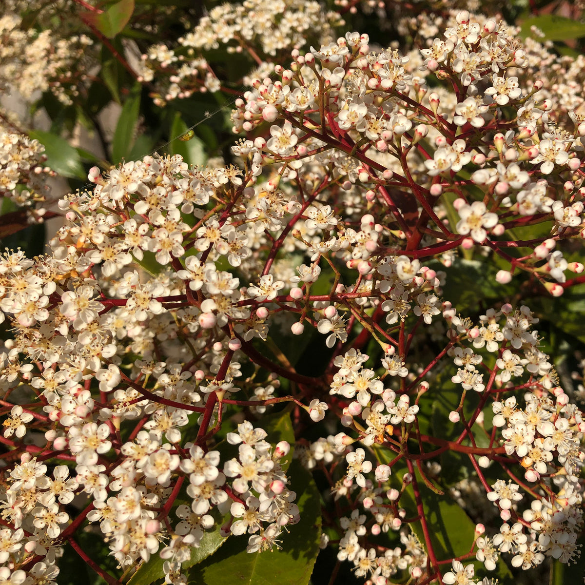Buy Photinia Pink Marble Standard Online For Only £50 — Plants2Gardens