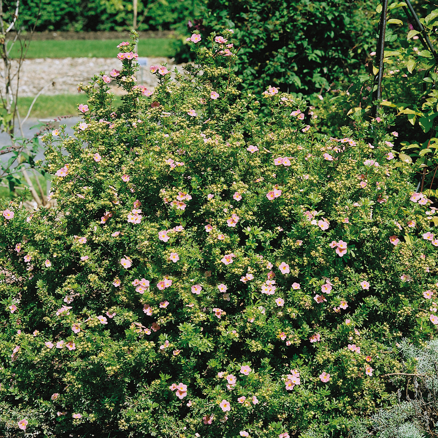 Potentilla Fruticosa Lovely Pink (3 Litre) — Plants2Gardens