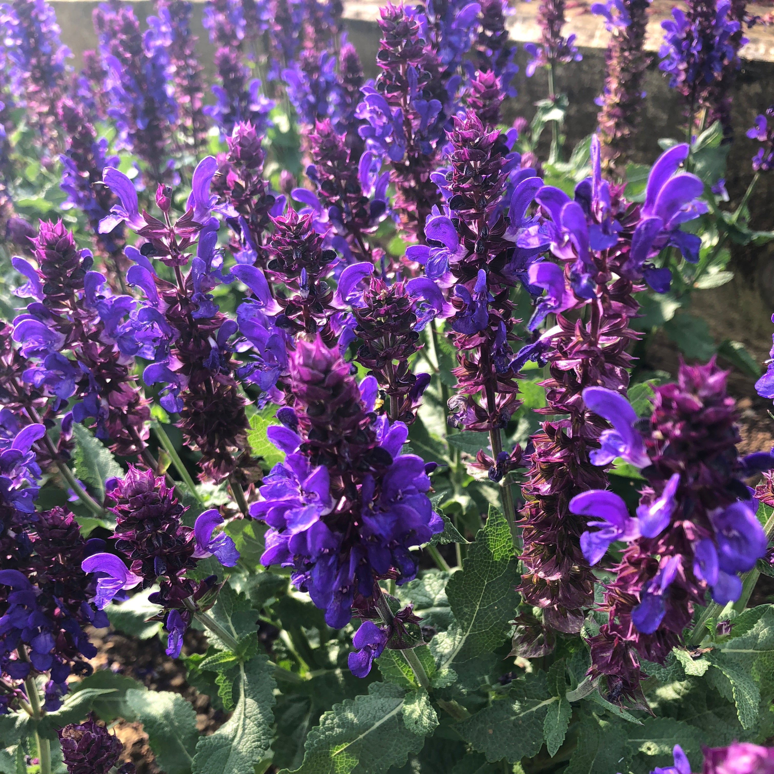 Salvia Marvel (3 x 2 Litre Pot Plants) Dispatches from 13th May 2024 £ ...